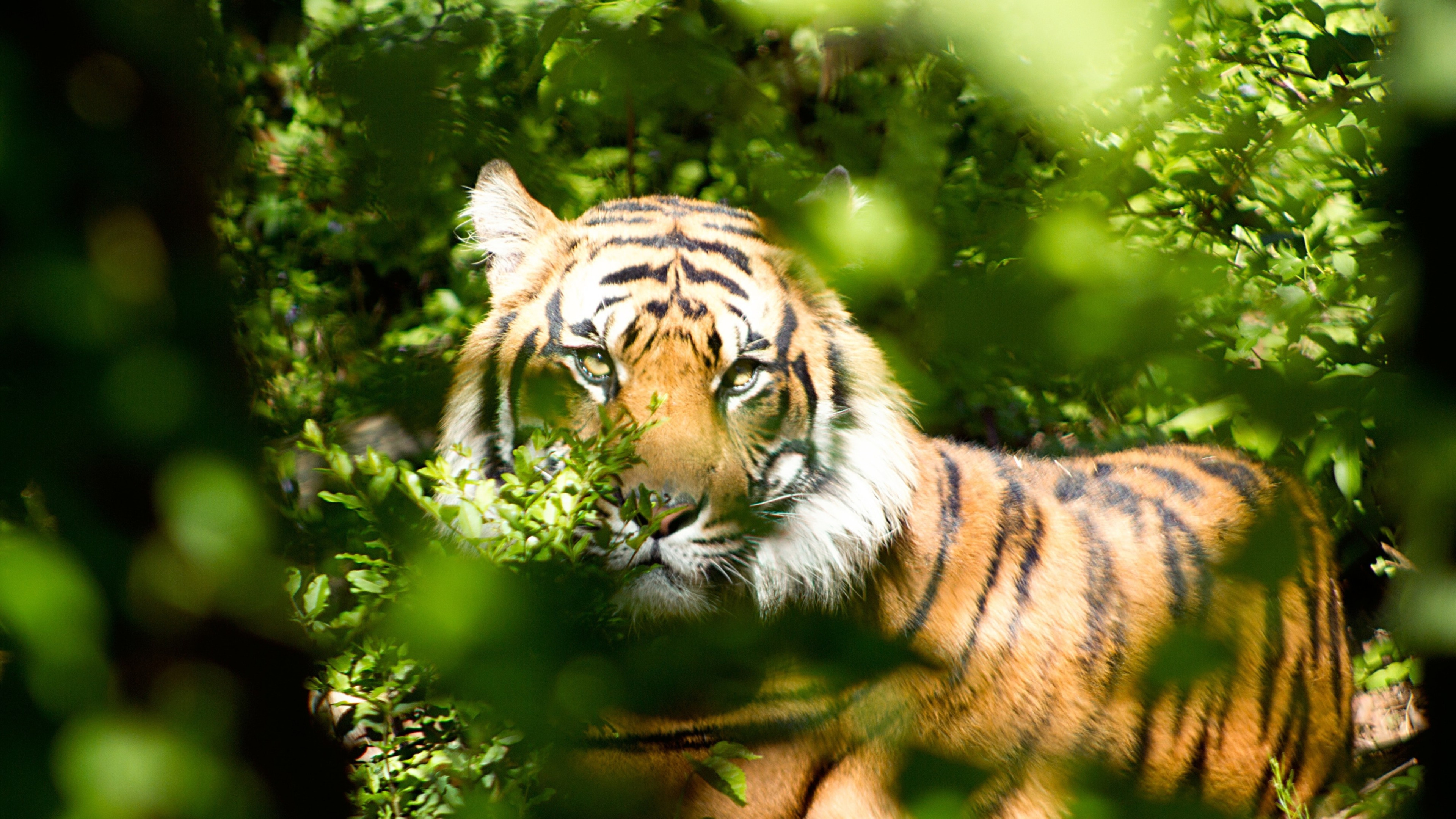 Bengal Tiger Forest Predator Wild Cat 4k Wallpaper [3840 x 2160 ...
