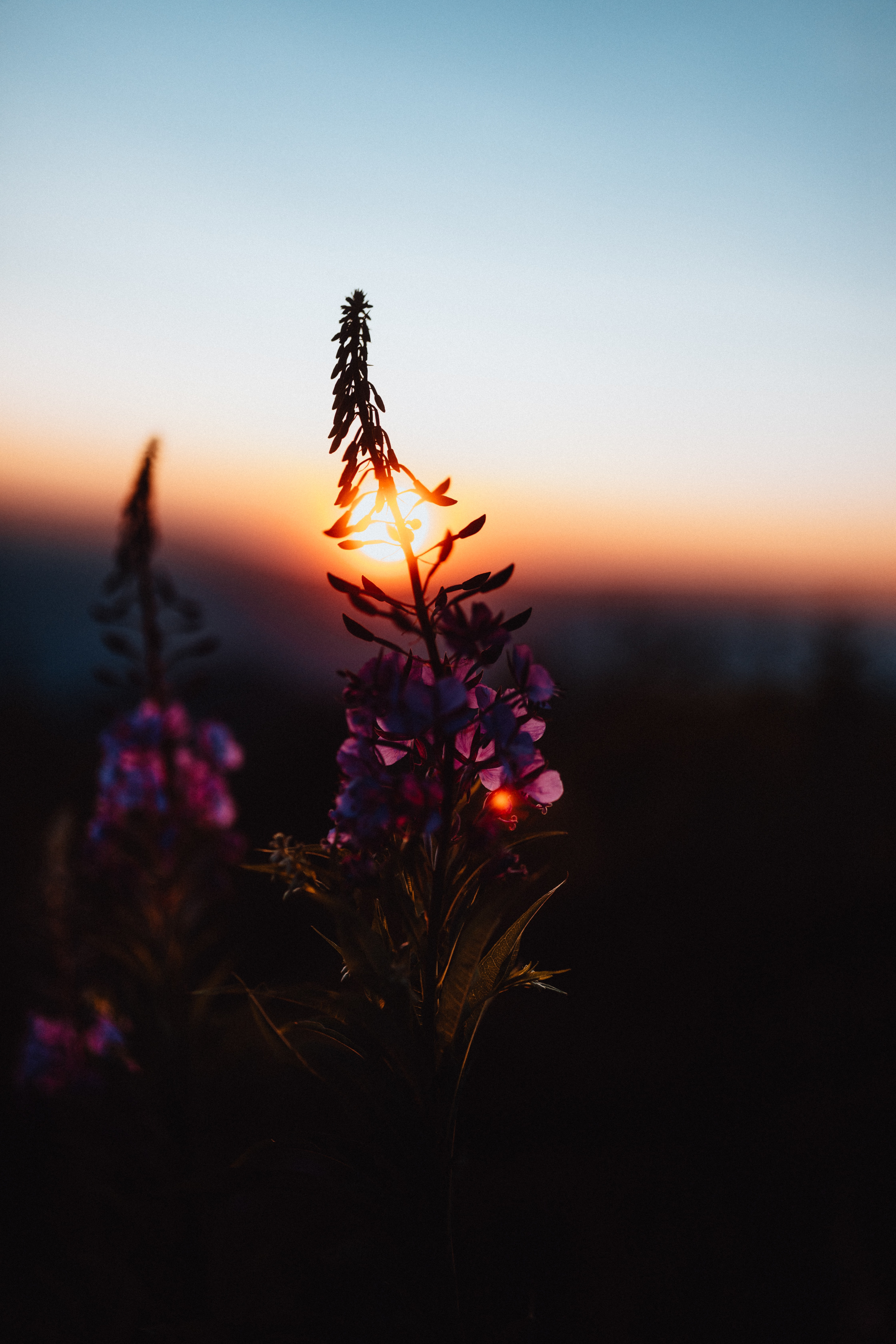 Sunset Sun Flower Twilight Dark Nature Dusk Mobile Wallpaper