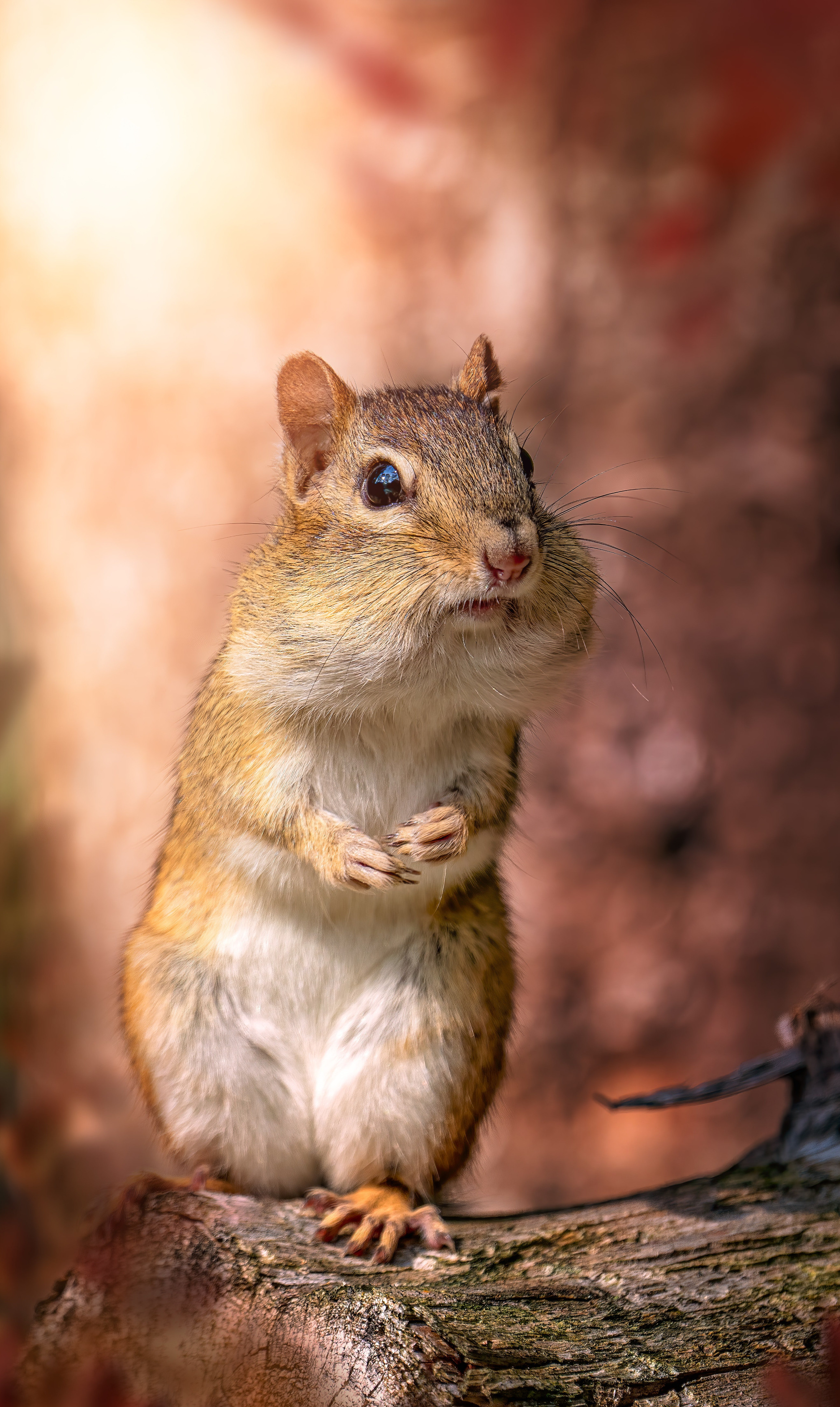 Funny Cute Squirrel Puffed Cheeks Phone Wallpaper | PixieWall