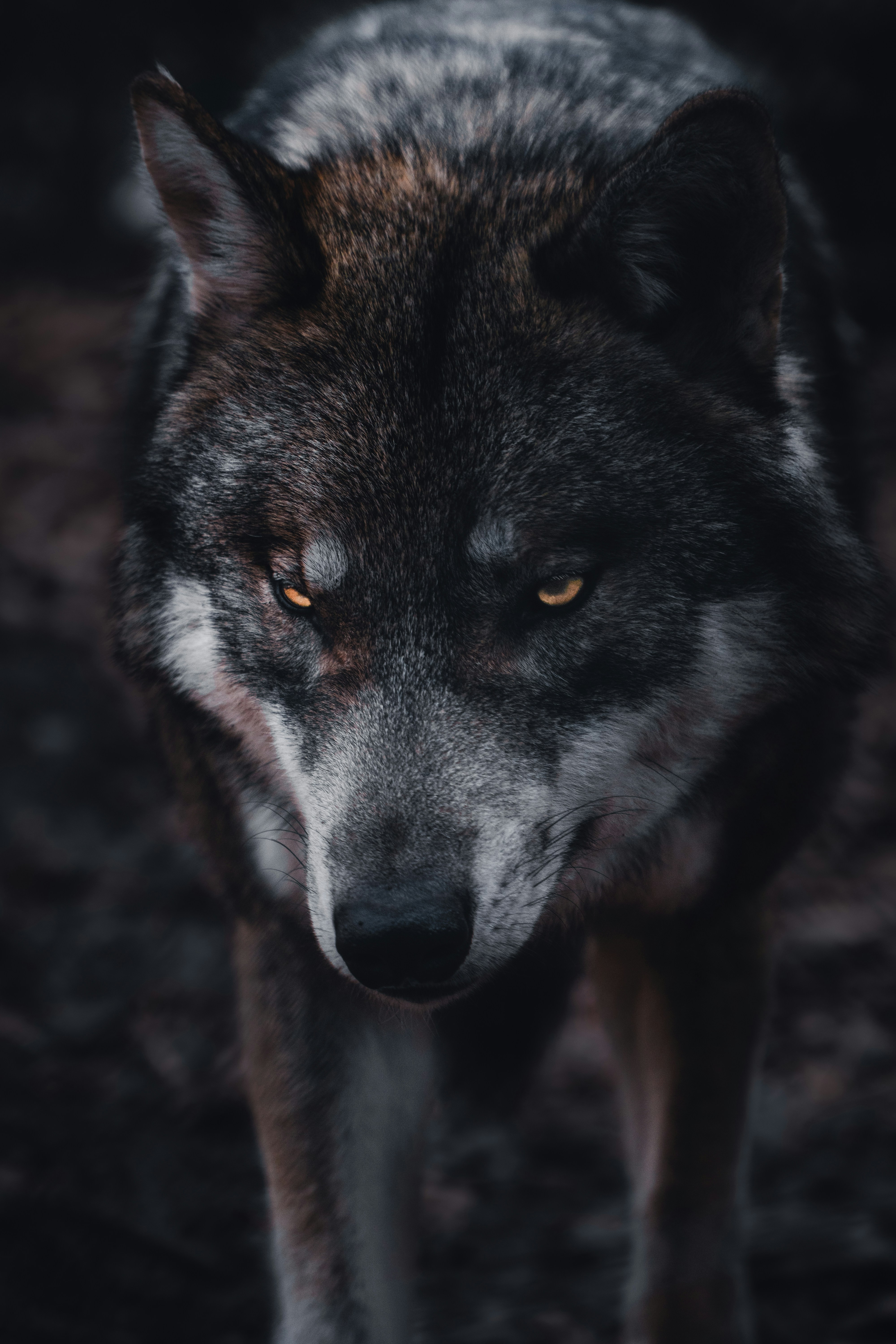 Close Up Grey Wolf Predator Phone Wallpaper | PixieWall