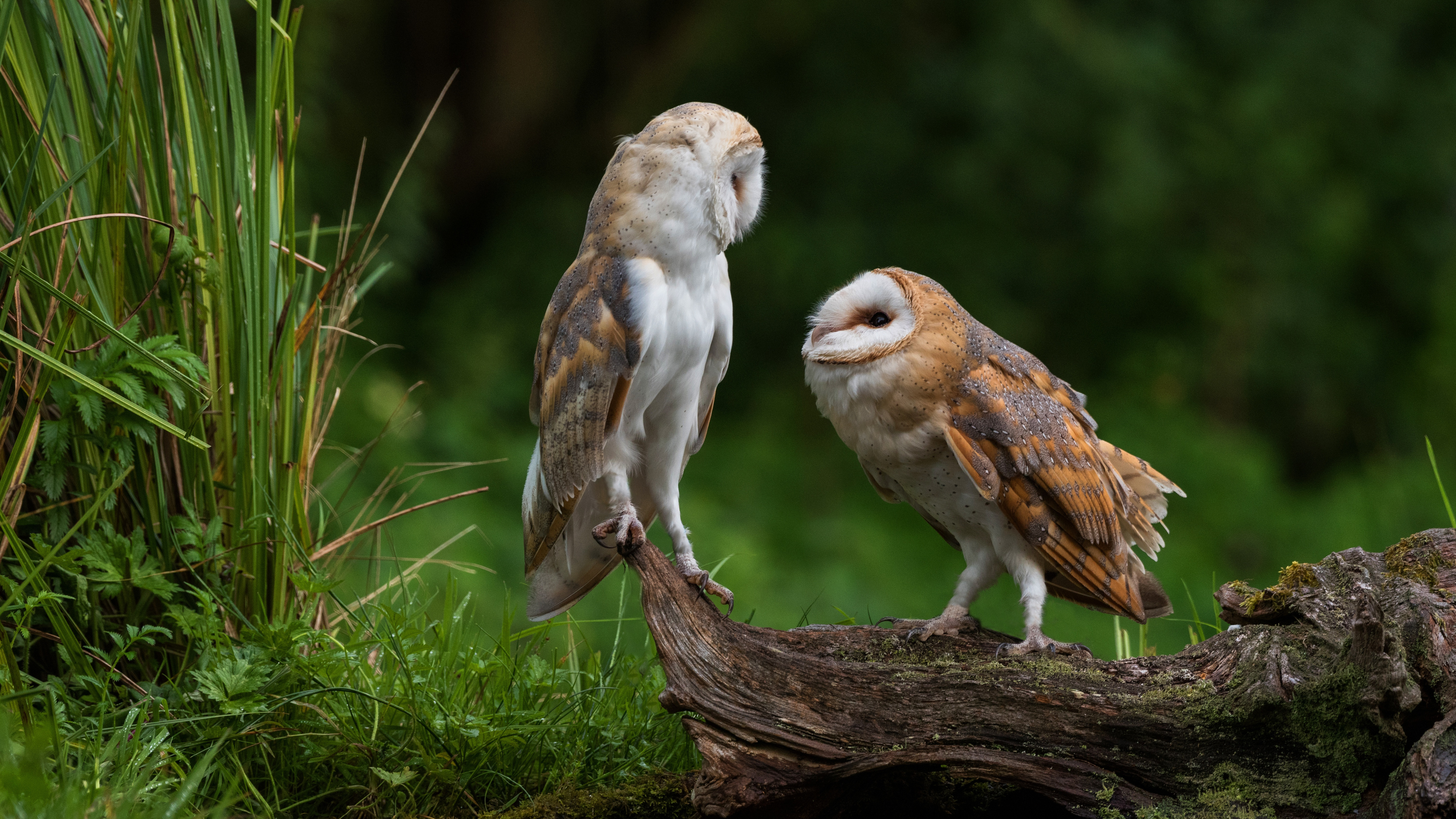 Barn Owl Couple Looking At Each Other 4K & 5K Wallpaper | PixieWall