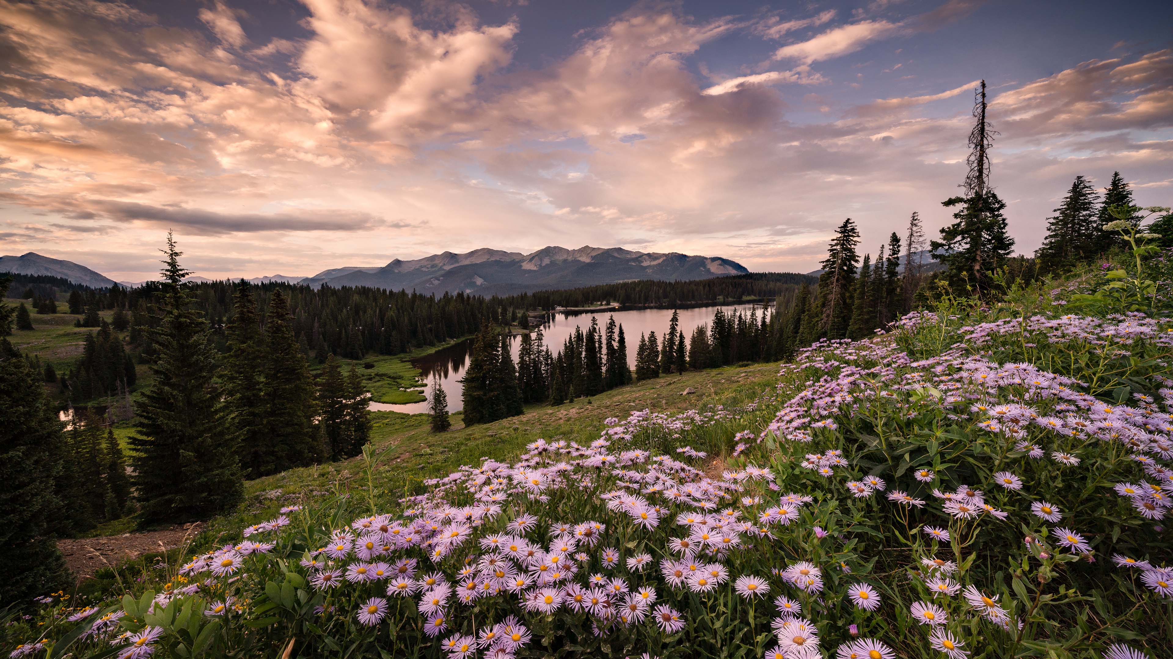 Lake Irwin Colorado Aster Meadow Wallpaper | PixieWall