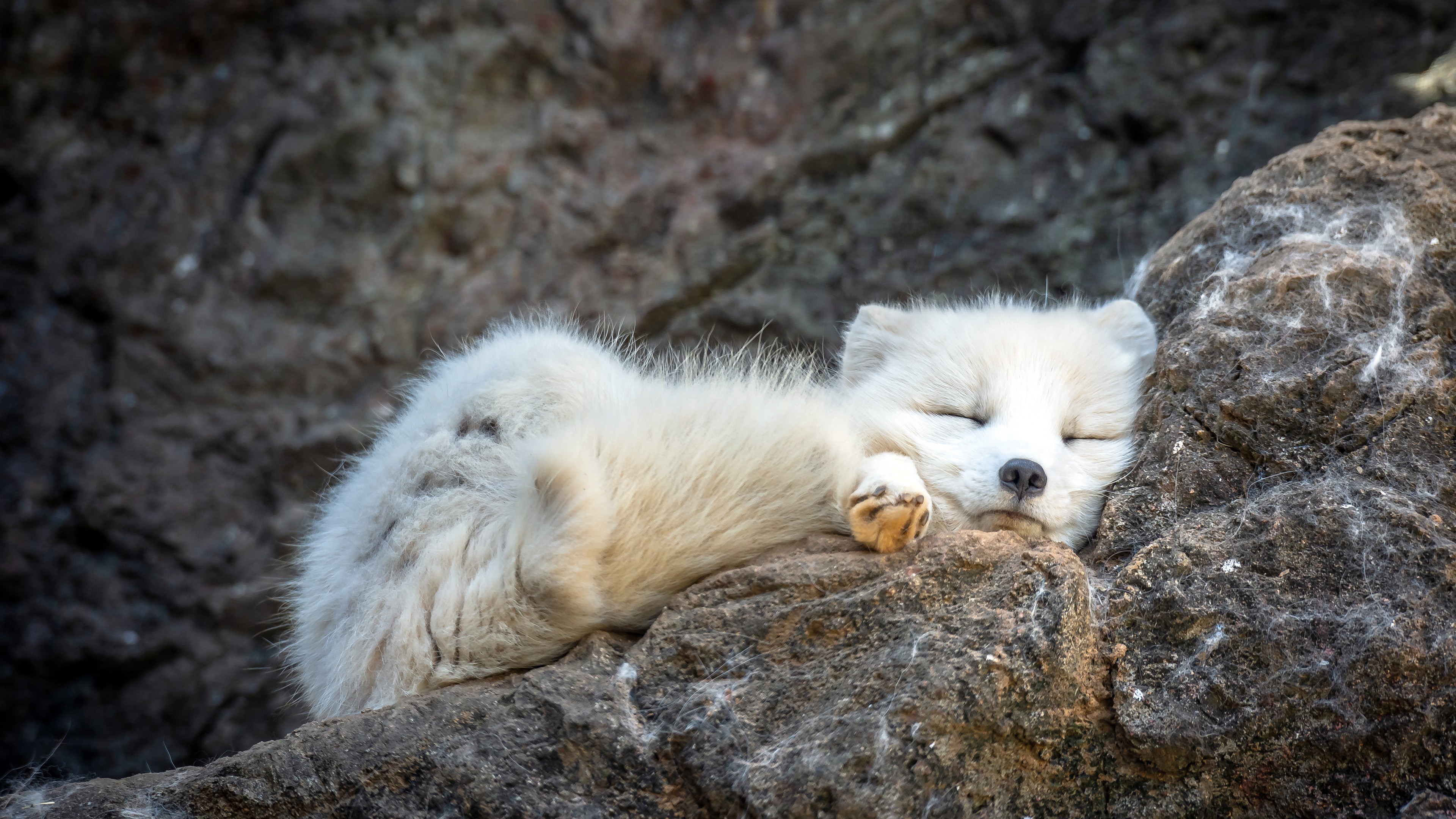 Cute White Arctic Fox Sleeping 4k Wallpaper | PixieWall