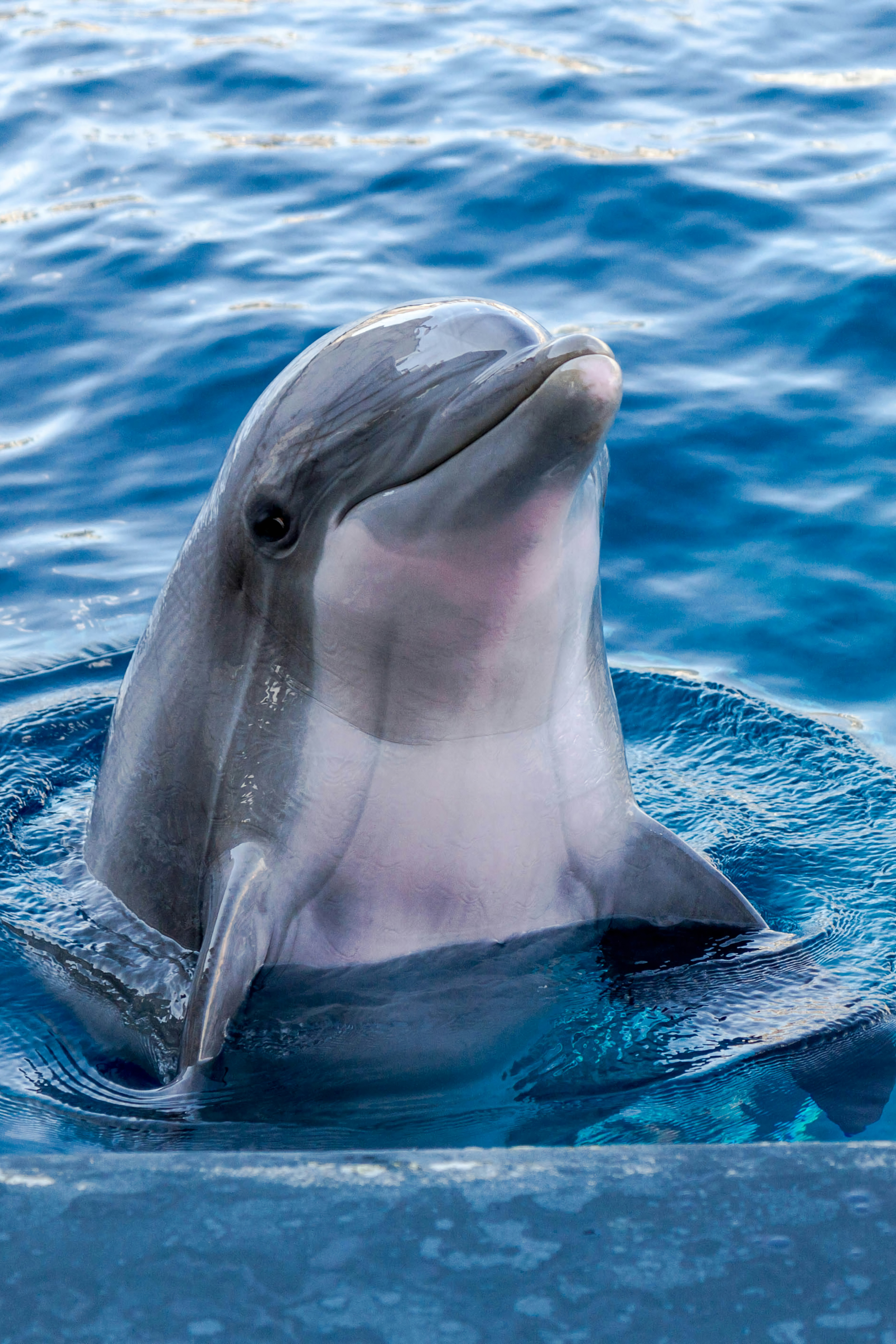 Playful Dolphin Waiting For Tasty Treats Phone Wallpaper | PixieWall