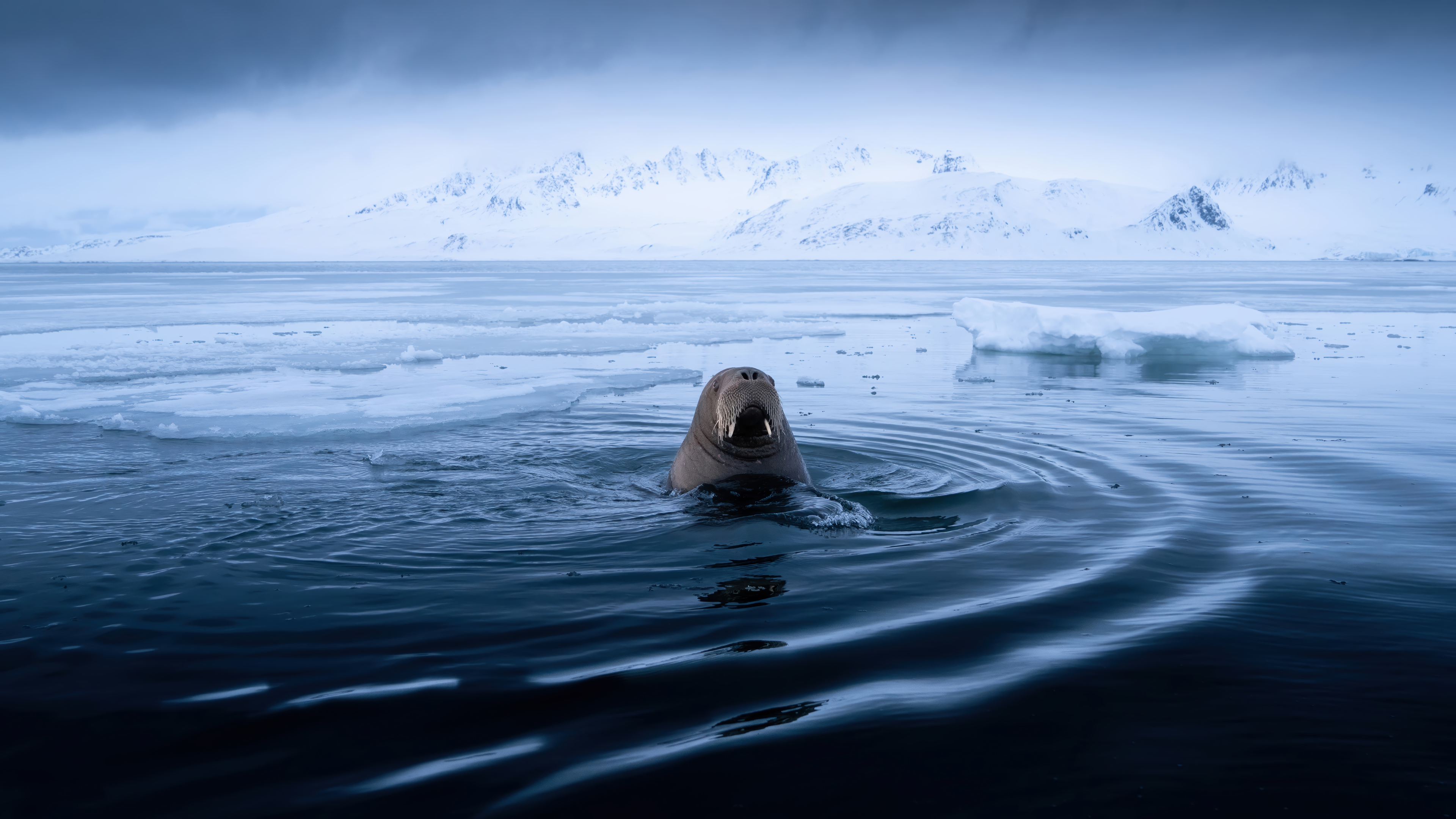 Wild Walrus In Arctic Ocean Habitat 4k Wallpaper | PixieWall