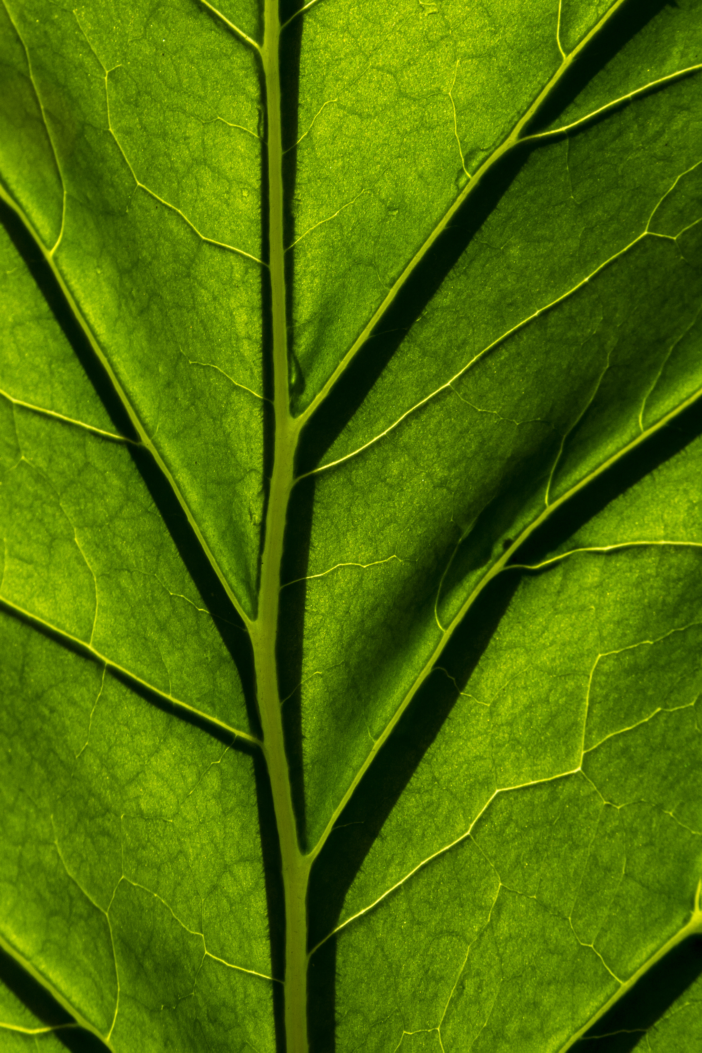 Macro Green Leaf Veins 4k Mobile Wallpaper | PixieWall