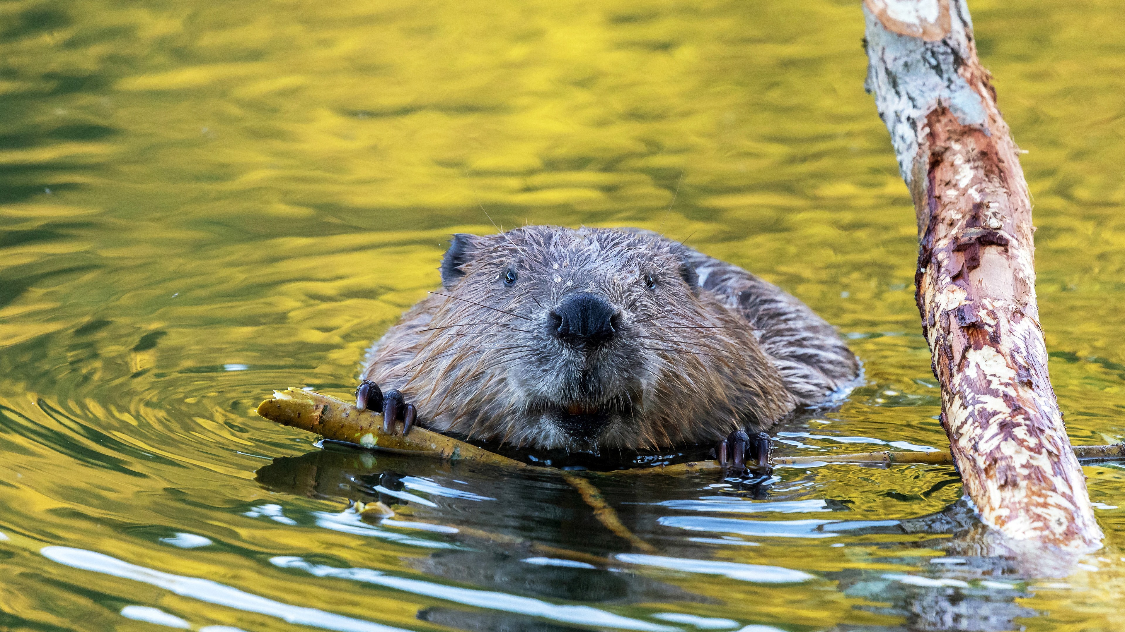 Wild Beaver Swimming Germany 4k Wallpaper | PixieWall