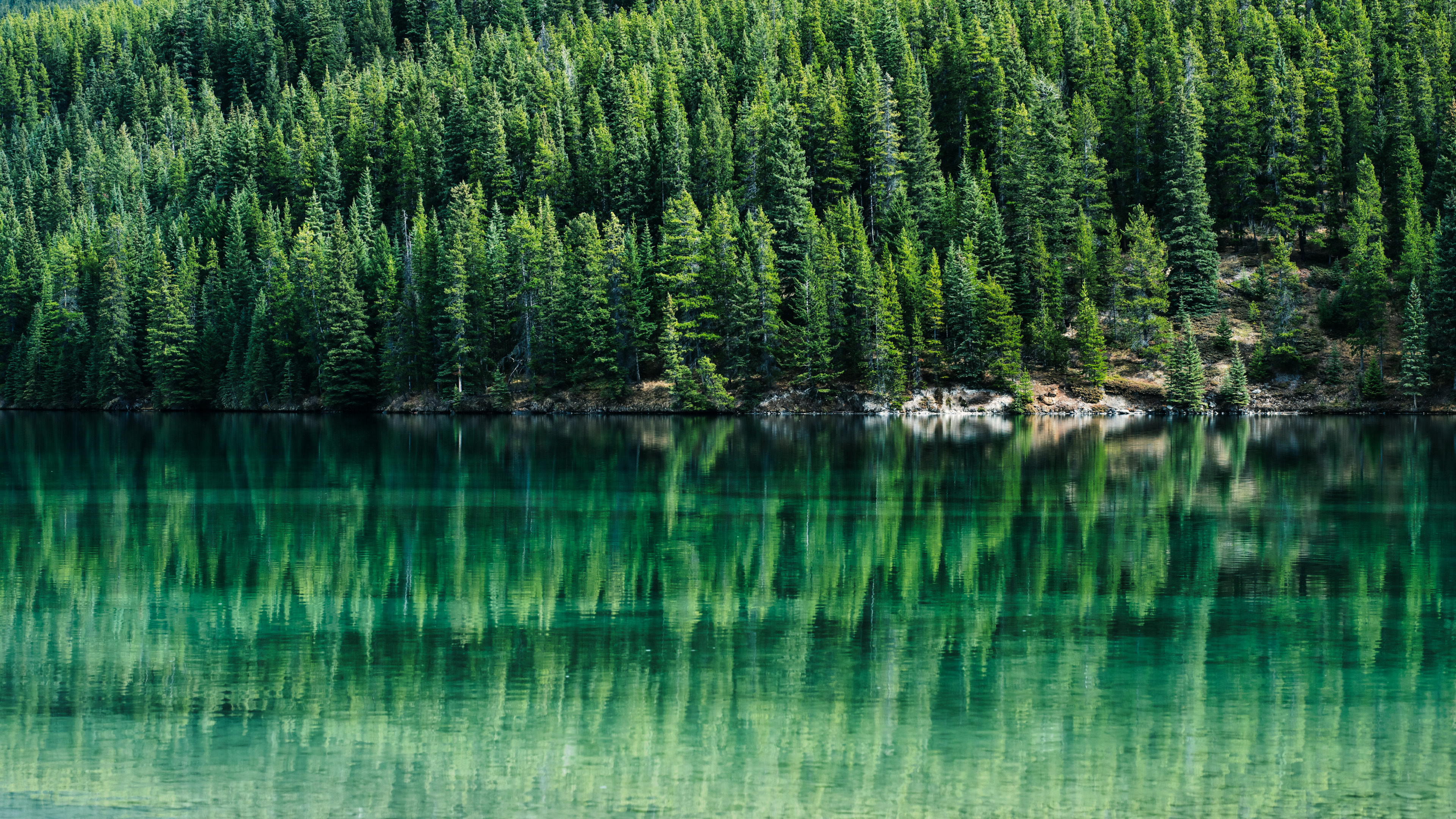 Banff National Park Emerald Lake Forest 4k Wallpaper | PixieWall