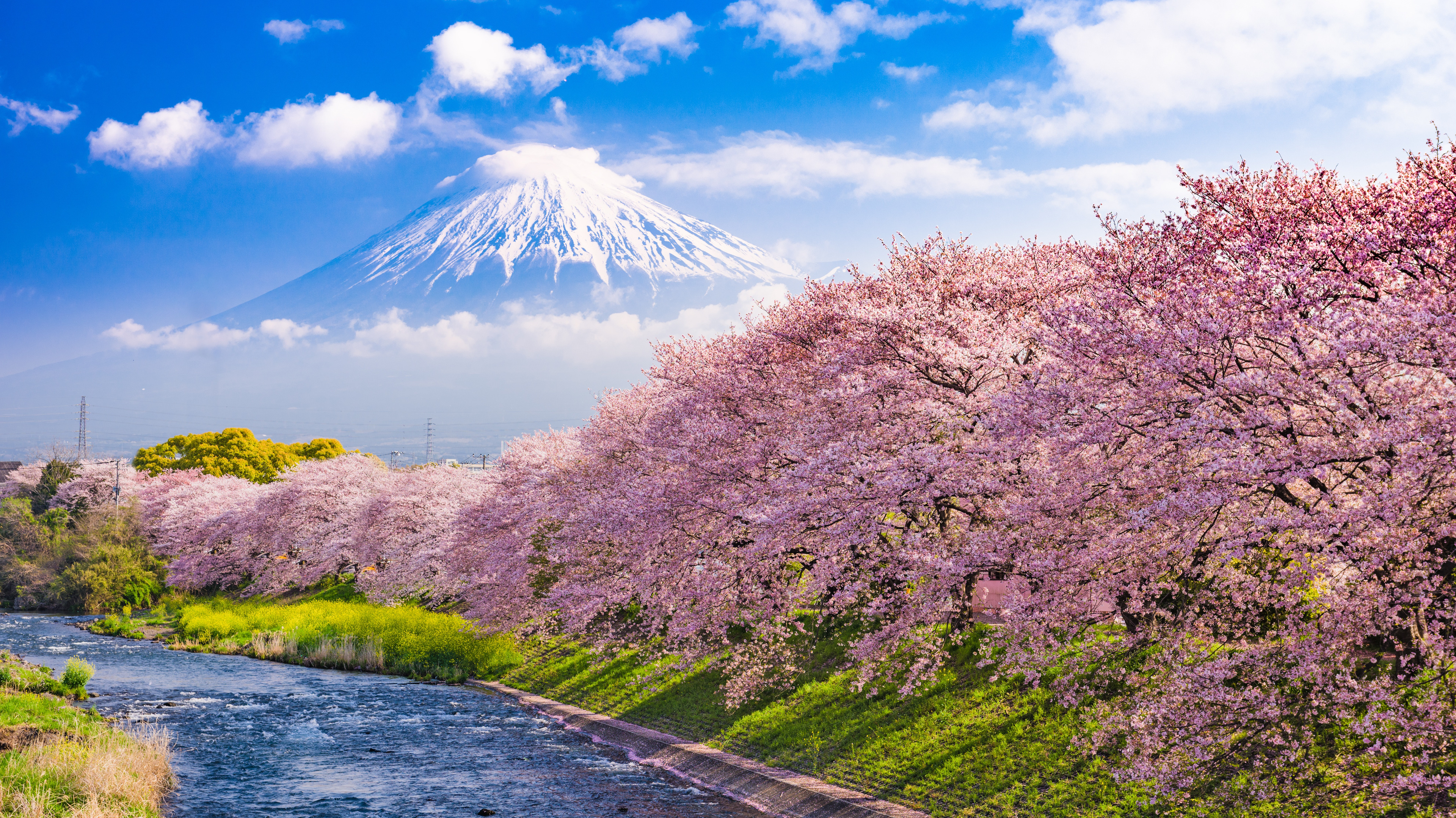 Mount Fuji Shizuoka Cherry Blossom 4k Wallpaper | PixieWall