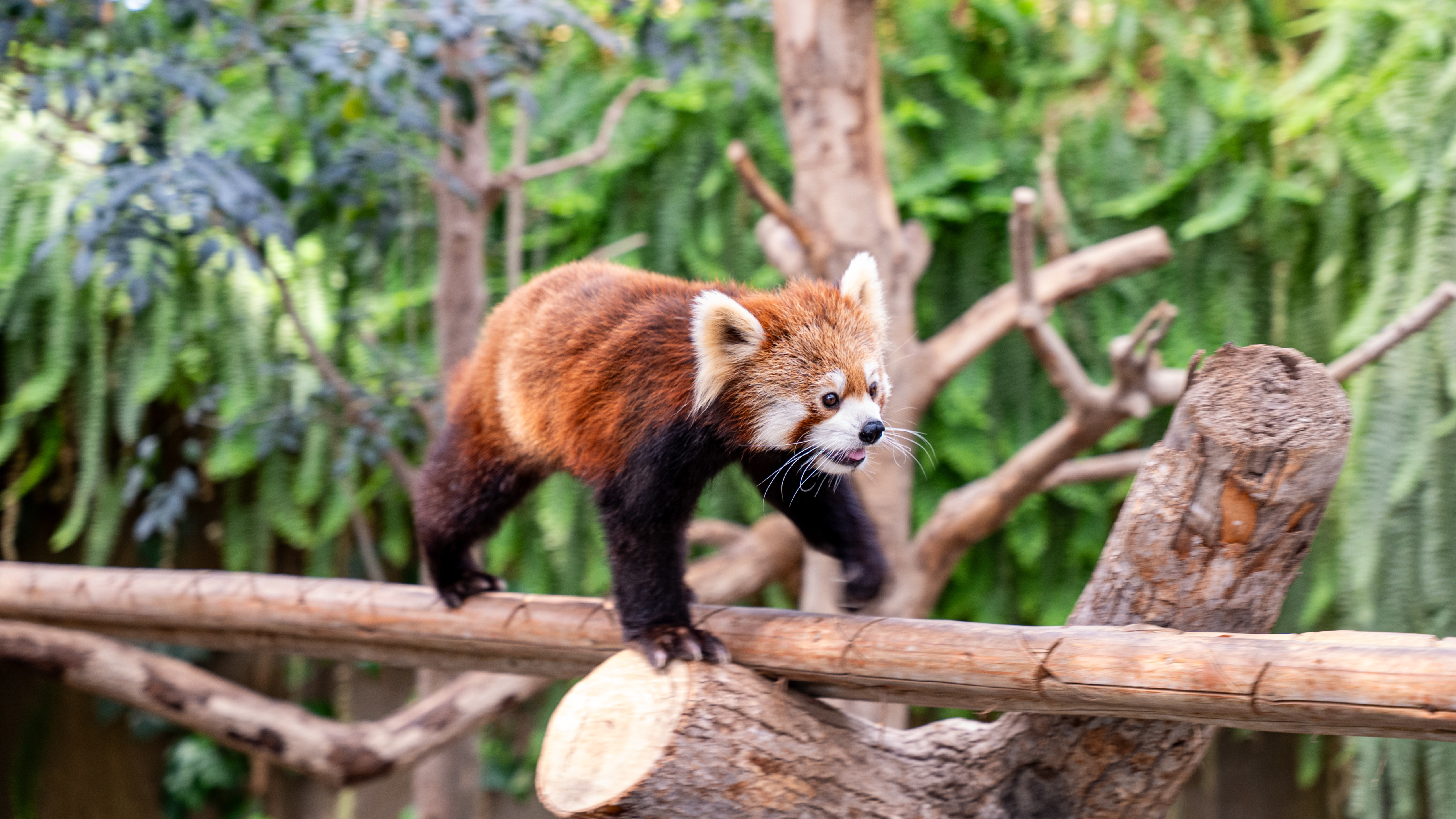 Red Panda Kobe Japan 4K & 5K Wallpaper | PixieWall