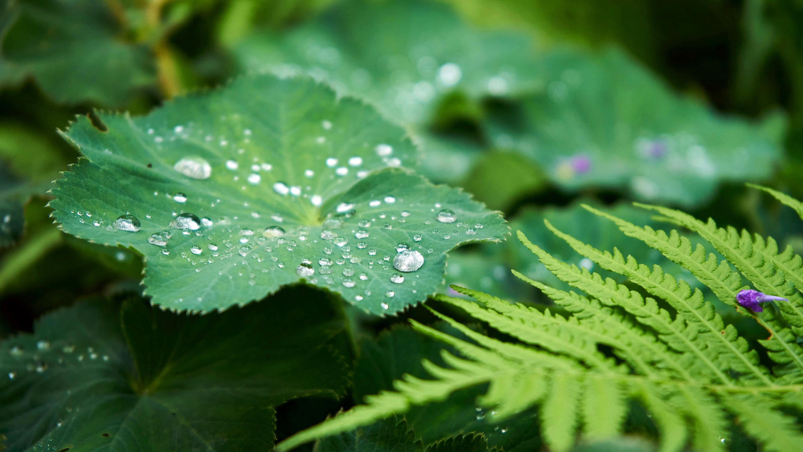 Jungle Fresh Green Leaves Water Drops Ferns Wallpaper | PixieWall