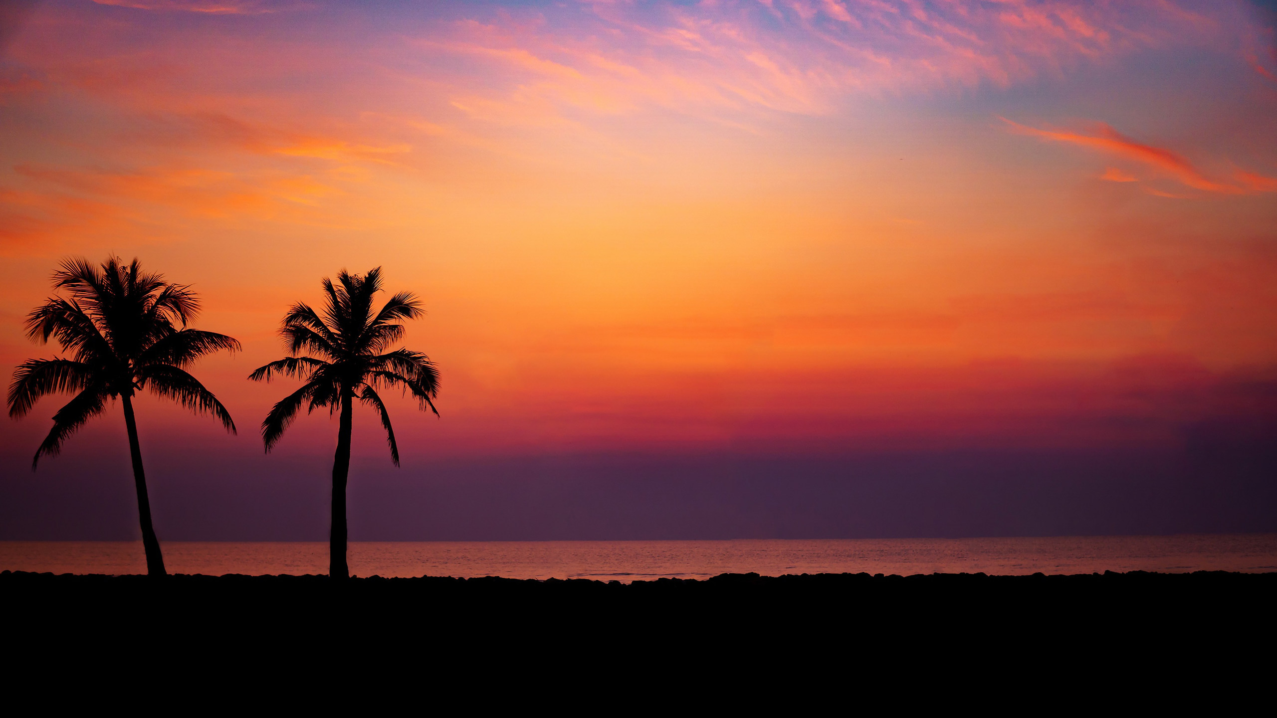 Summer Tropical Beach Palm Trees Wallpaper | PixieWall