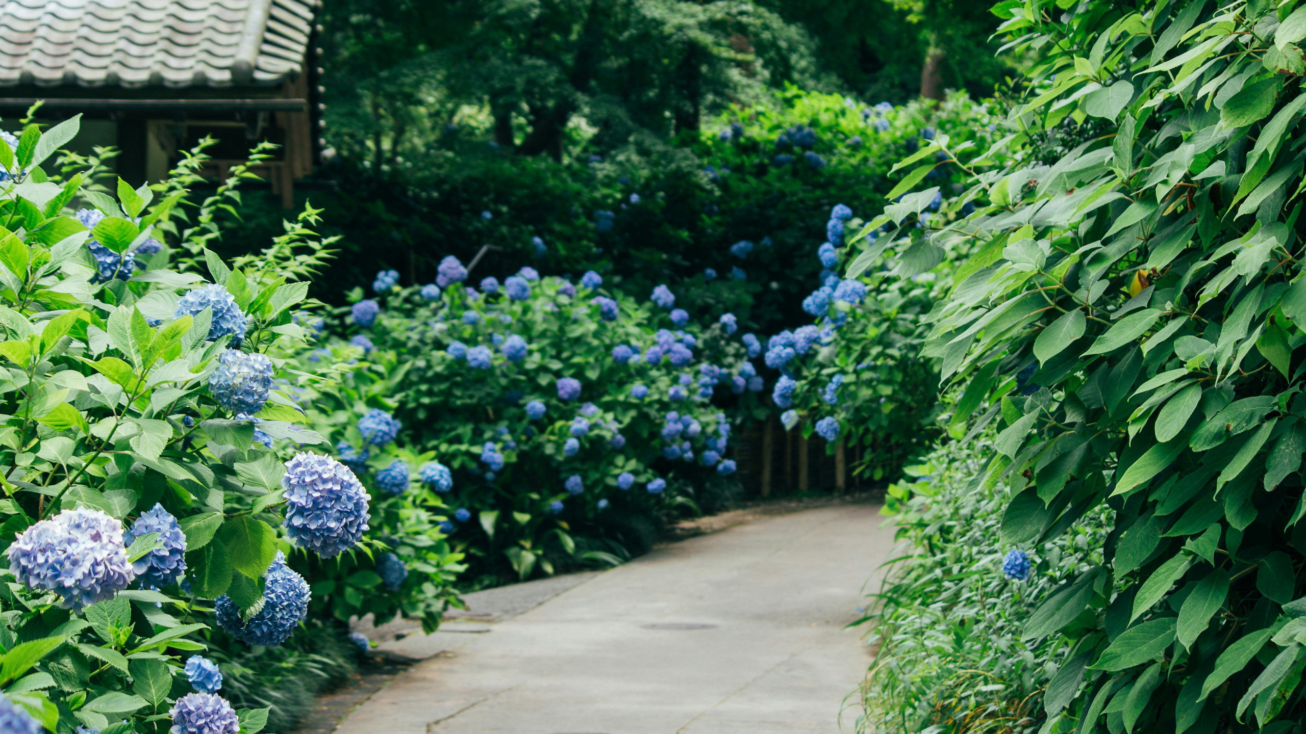 Japanese Garden Kamakura Hydrangea Wallpaper | PixieWall