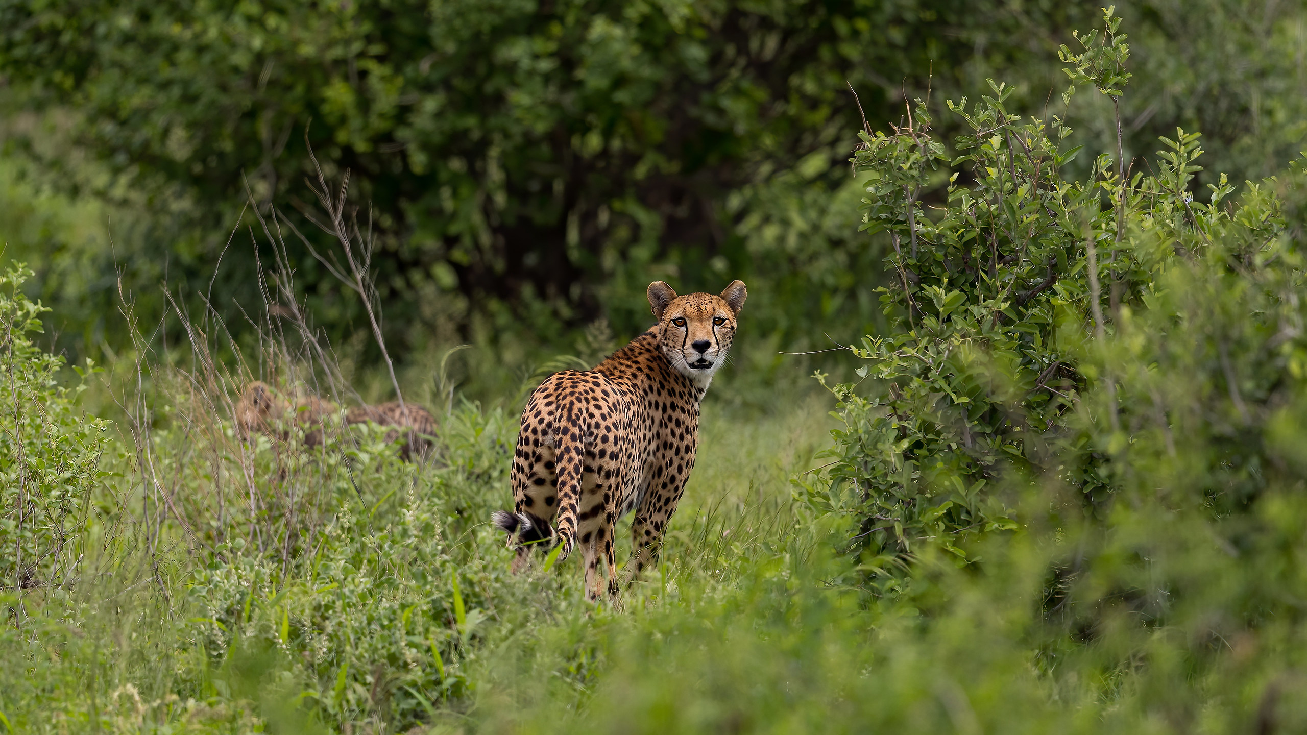 Cheetah Looking Back At Camera Wallpaper | PixieWall