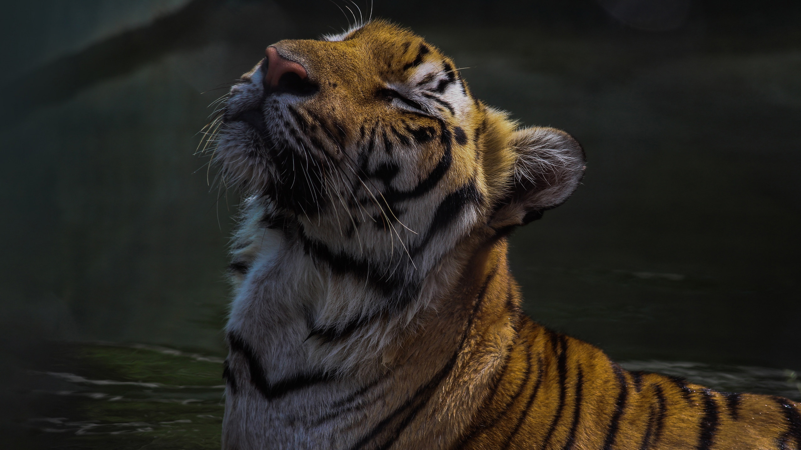 Wild Tiger Taking A Bath In The River 4k Wallpaper | PixieWall