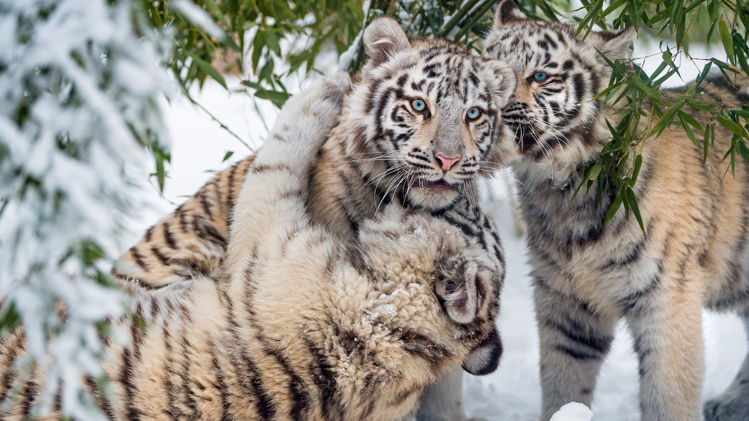 White Tigers With Blue Eyes In Snow Wallpaper | PixieWall