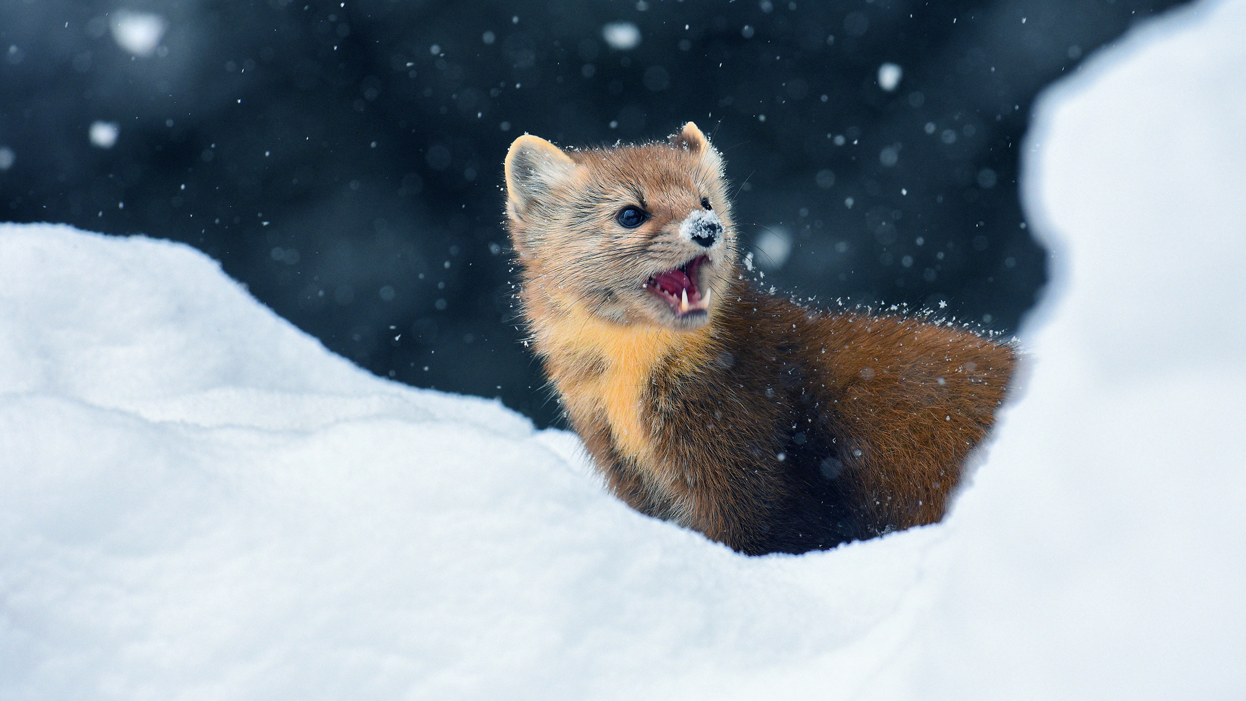 Marten In Winter Snow Landscape Wallpaper | PixieWall