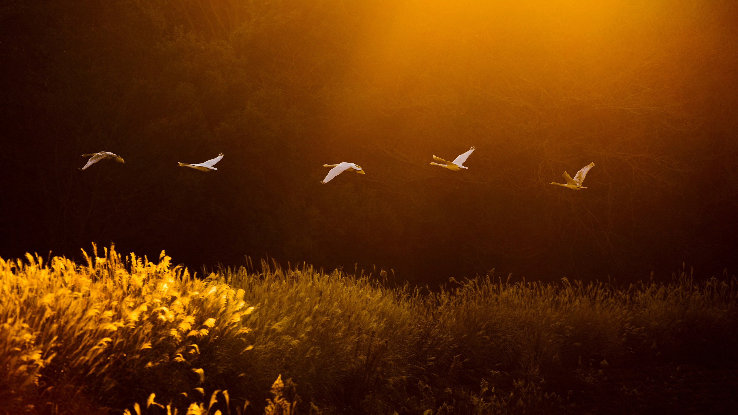 Sunset Whooper Swans Kotoku Pond Japan 4k Wallpaper | PixieWall
