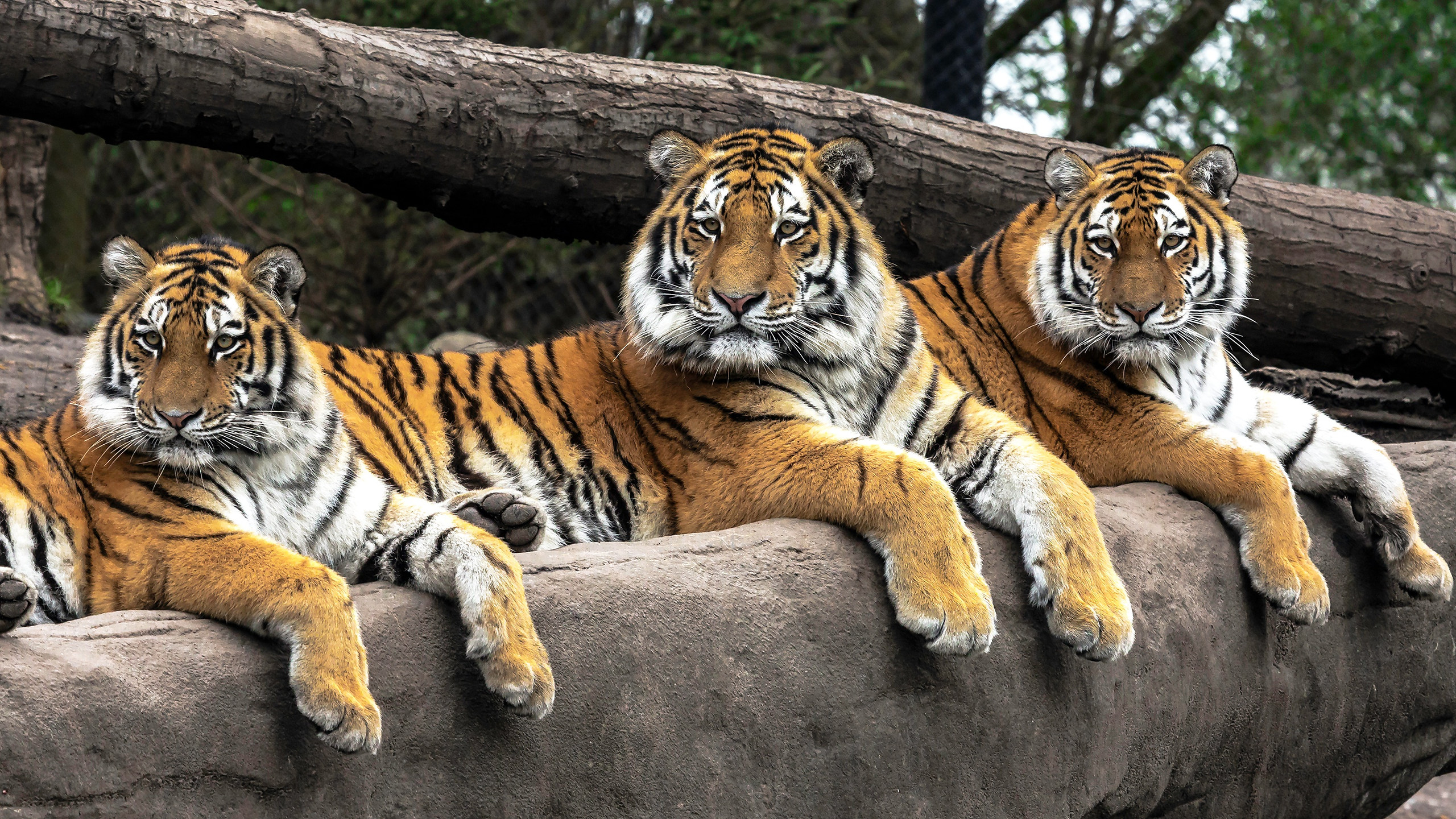 Trio Of Tigers Lying Together Showing Their Paws Wallpaper | PixieWall
