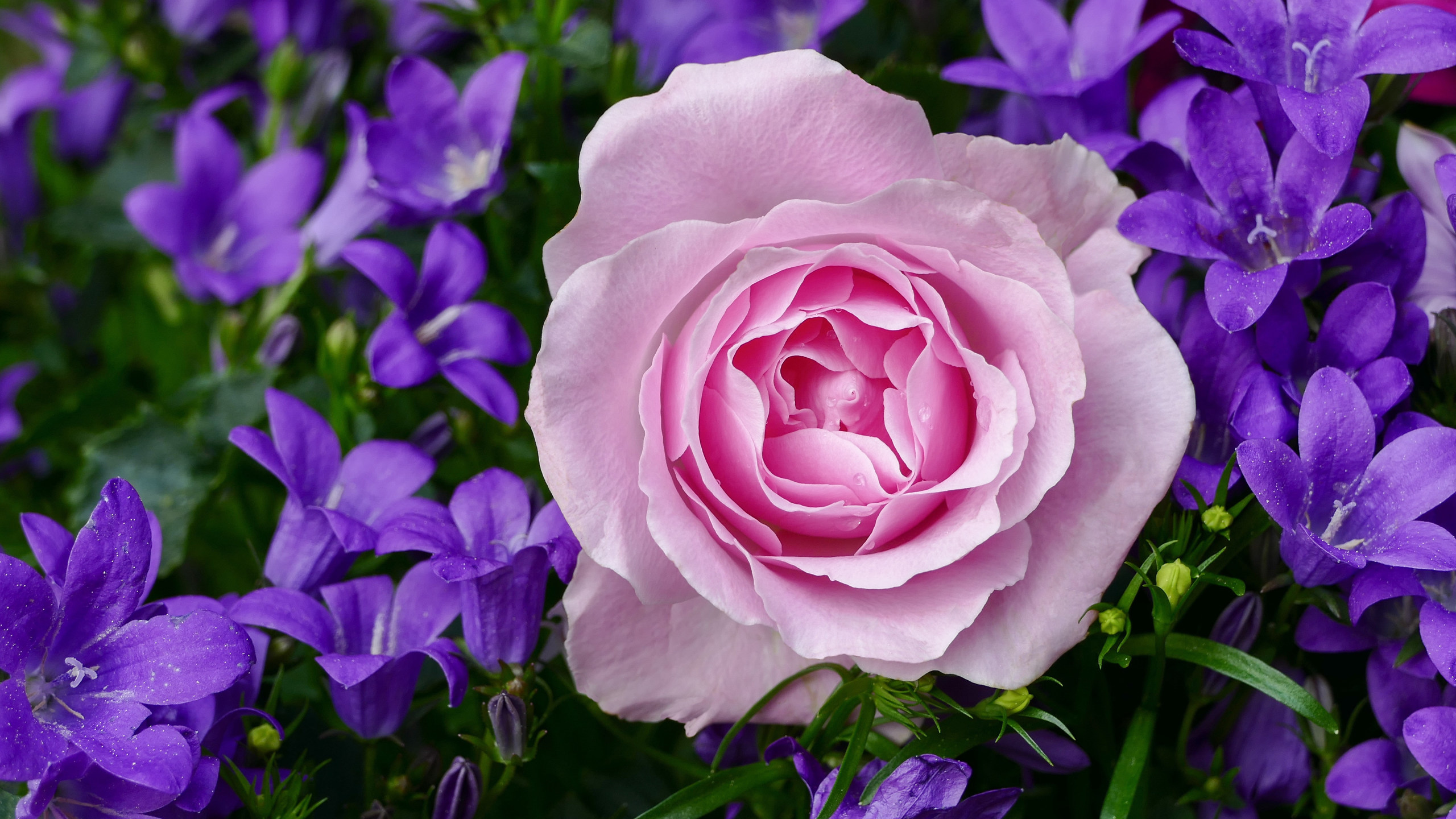 Pink Rose Surrounded By Purple Bellflowers Garden Wallpaper
