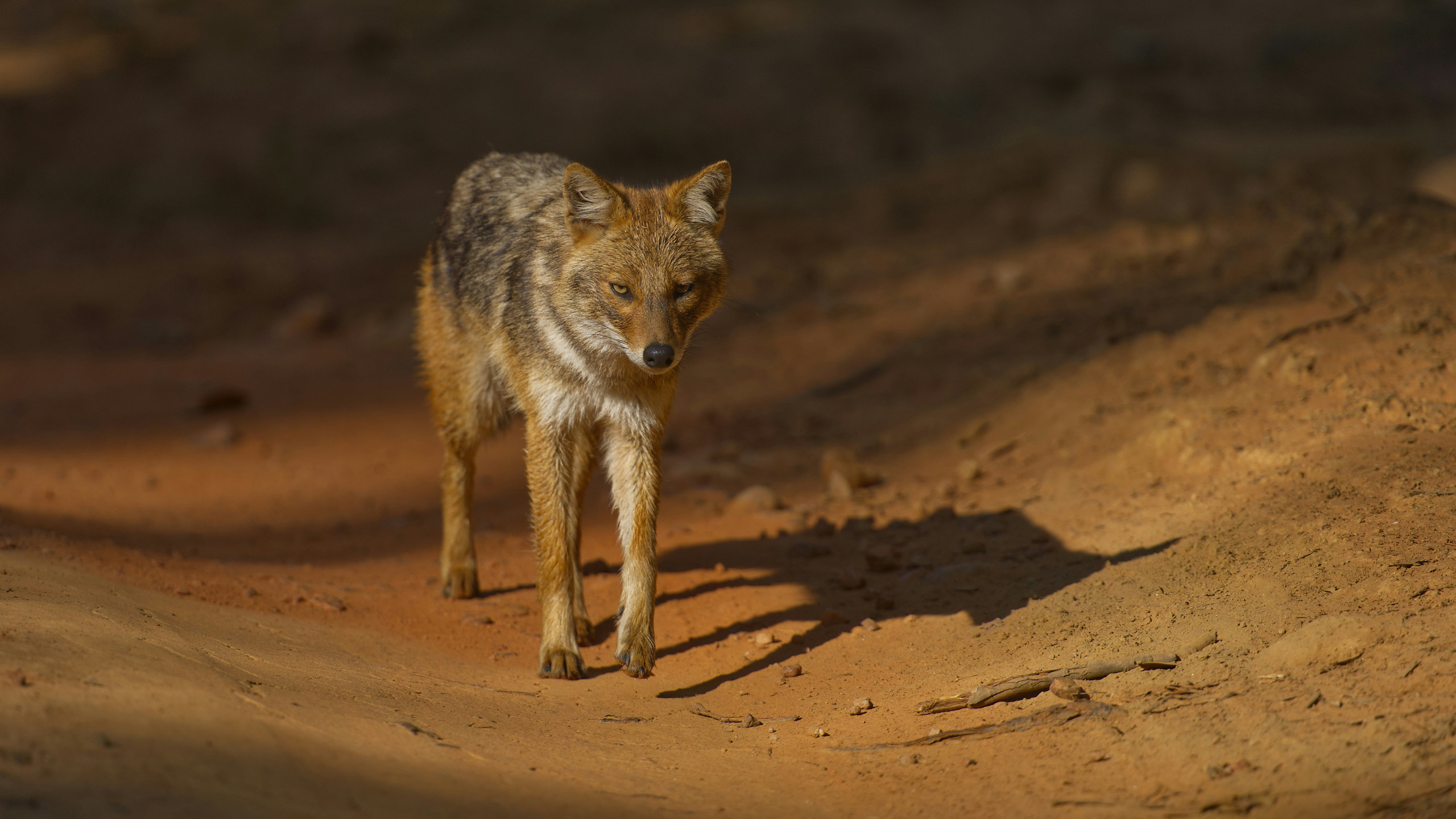 Lone Golden Jackal Walking Quietly On Sand 4K & 5K Wallpaper