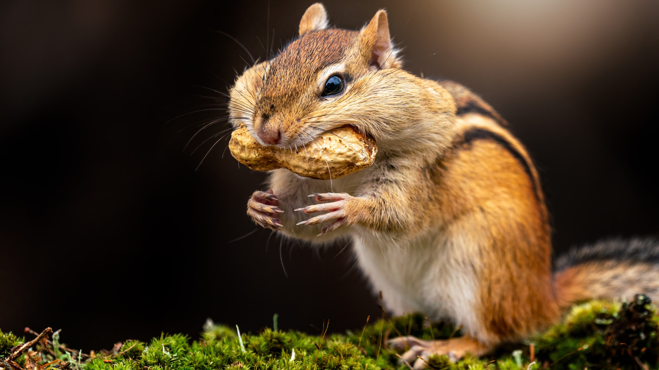 Chipmunk With Puffed Cheeks Eating A Nut Wallpaper | PixieWall