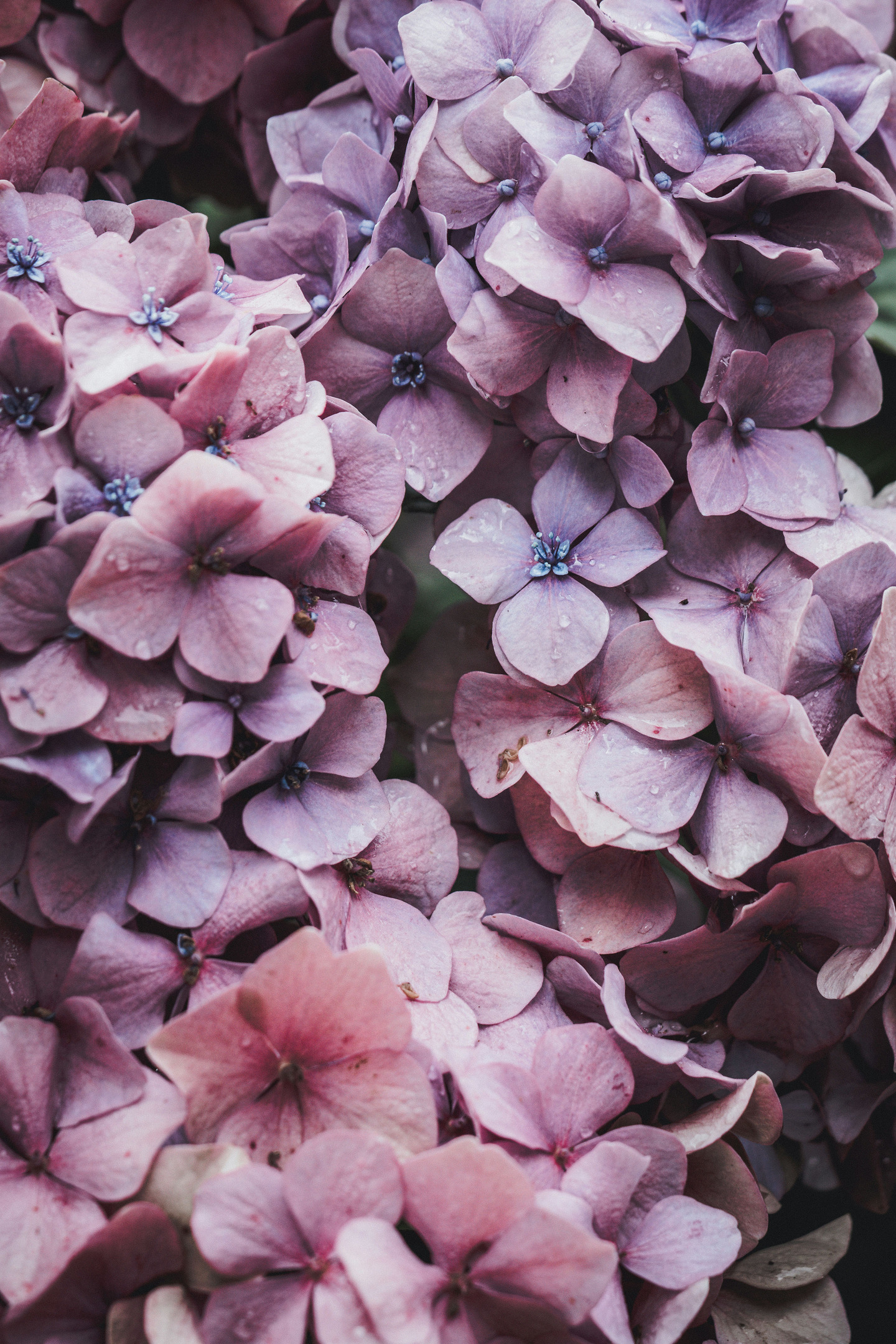Pink And Purple Hydrangea With Rain Drops Phone Wallpaper | PixieWall