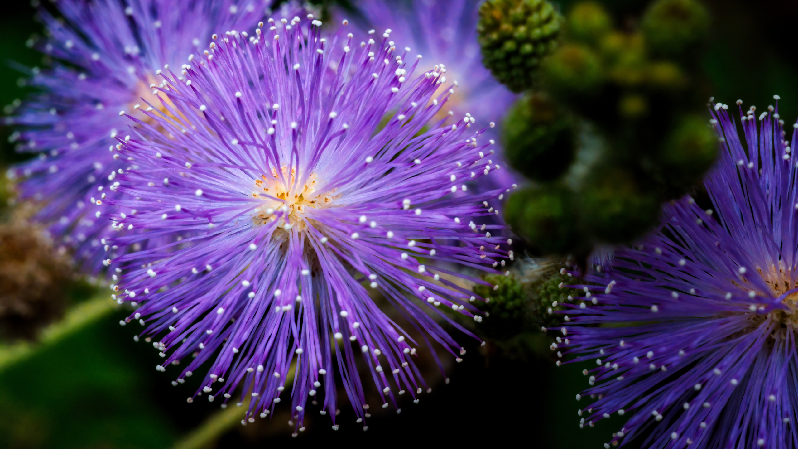 Purple Mimosa Pudica Flowers Macro Wallpaper | PixieWall