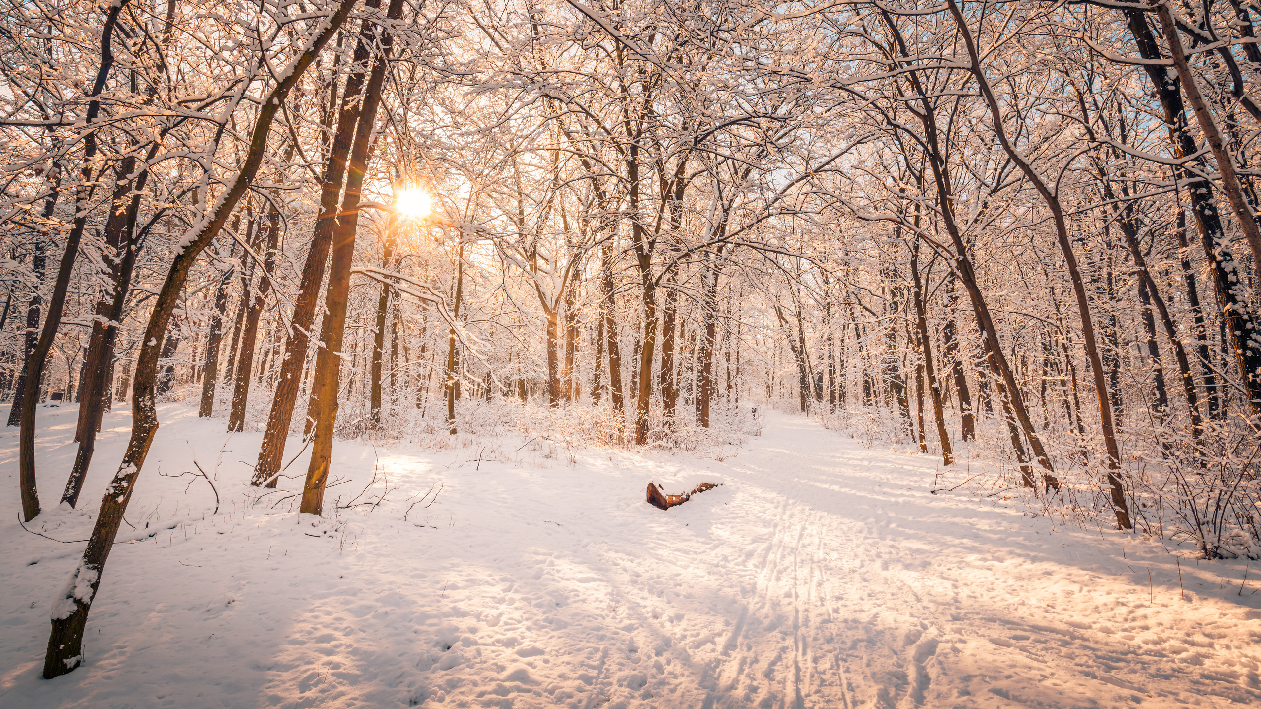 Sunrays Through Trees In Snowy Winter Forest 8k Wallpaper | PixieWall