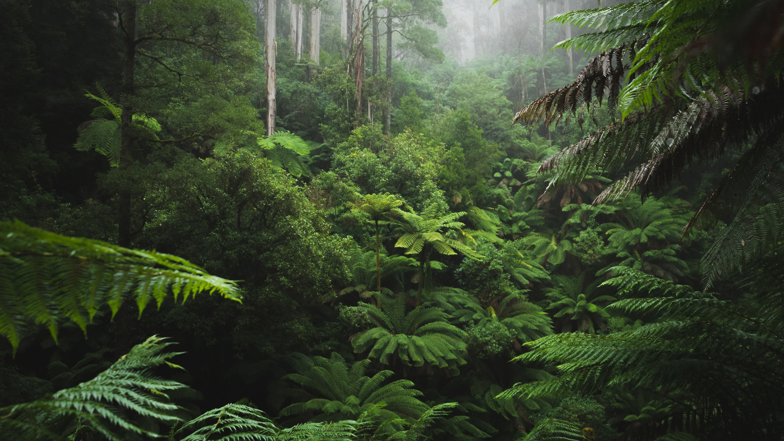 Lush Green Jungle With Ferns And Tropical Plants Wallpaper | PixieWall