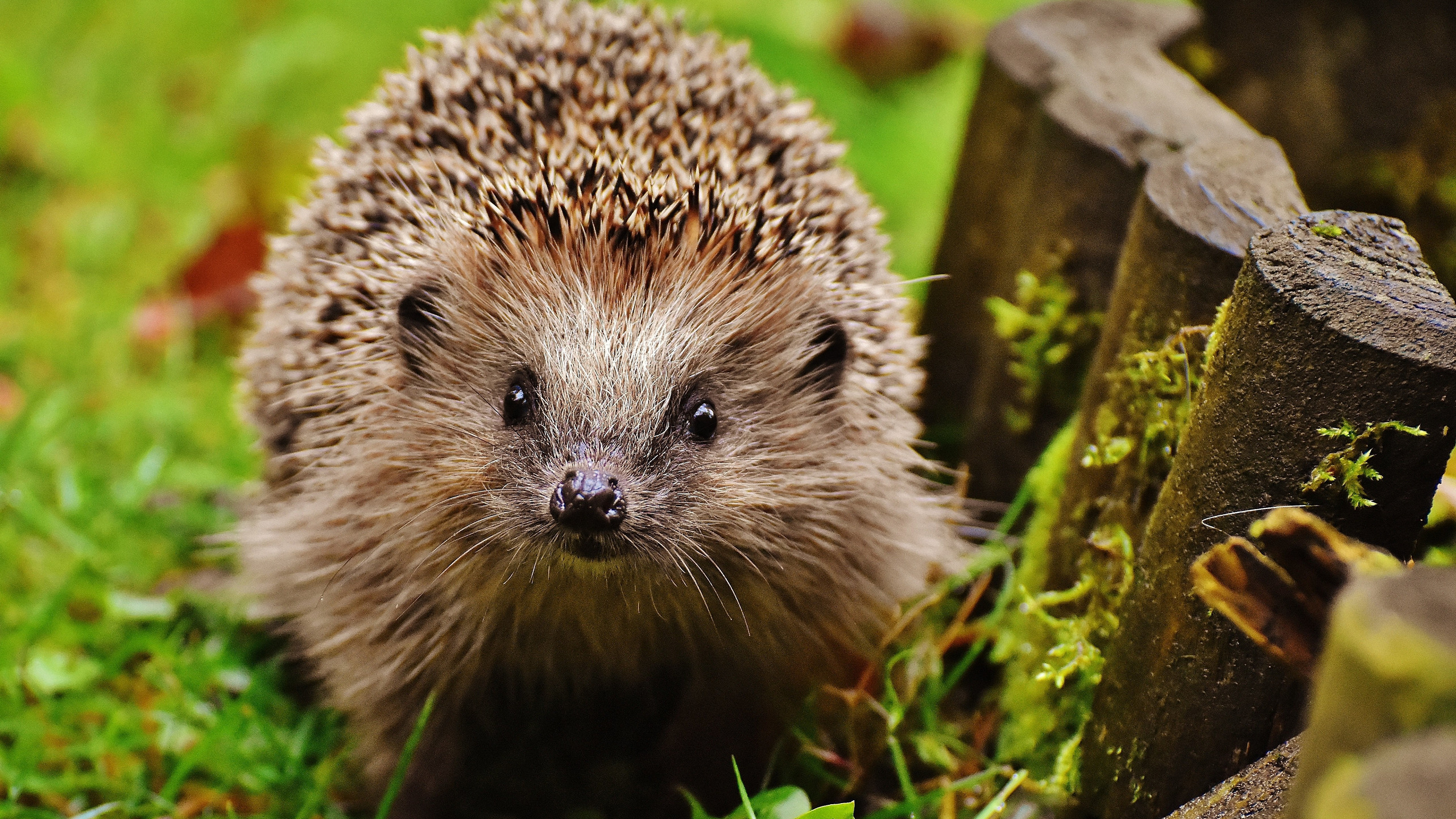 Adorable Hedgehog Staring Curiously At Lens 4K & 5K Wallpaper