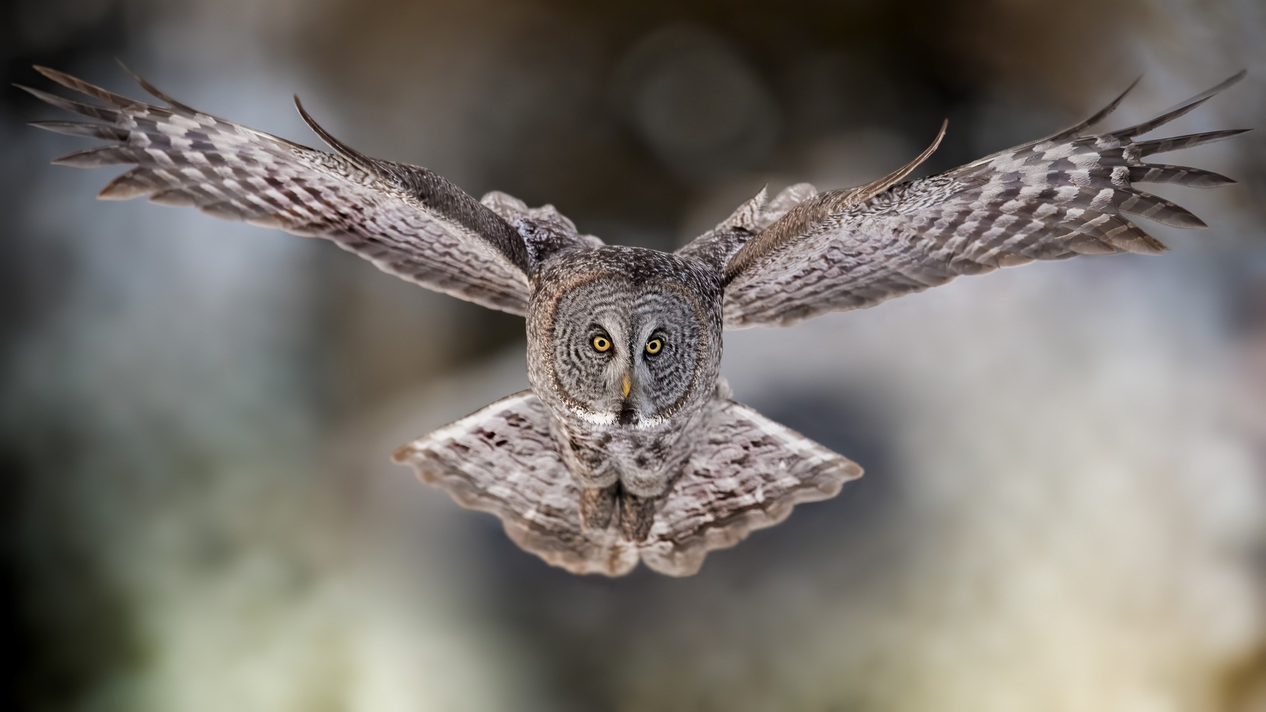 Great Gray Owl In Flight In Alberta 4k Wallpaper | PixieWall