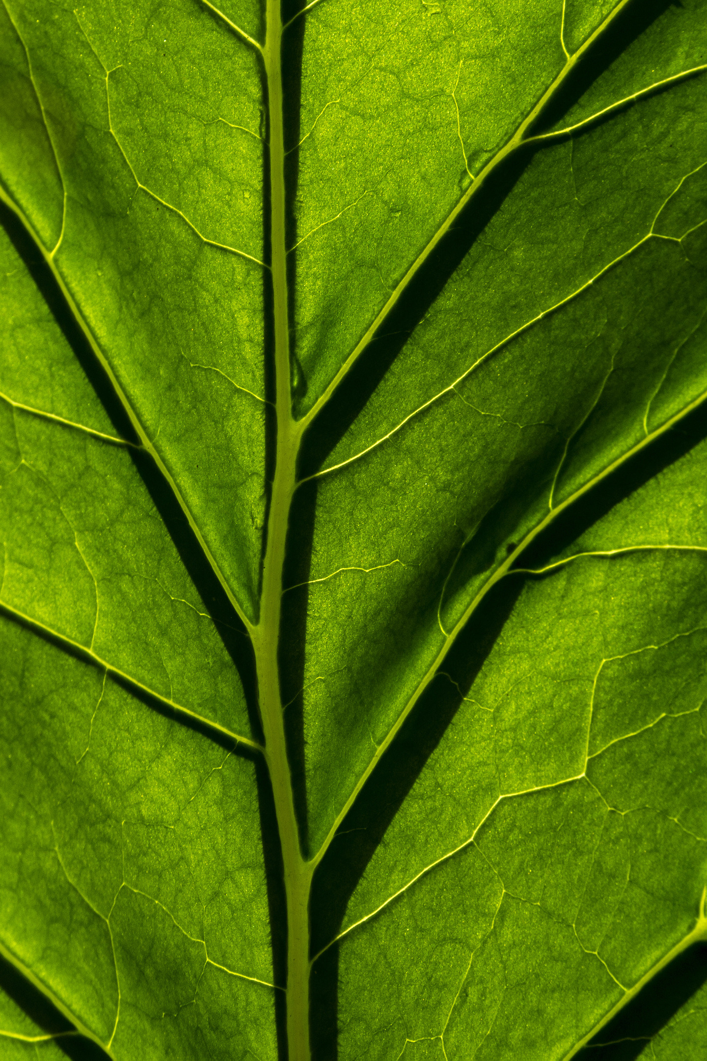 Macro Green Leaf Veins 4k Mobile Wallpaper | PixieWall