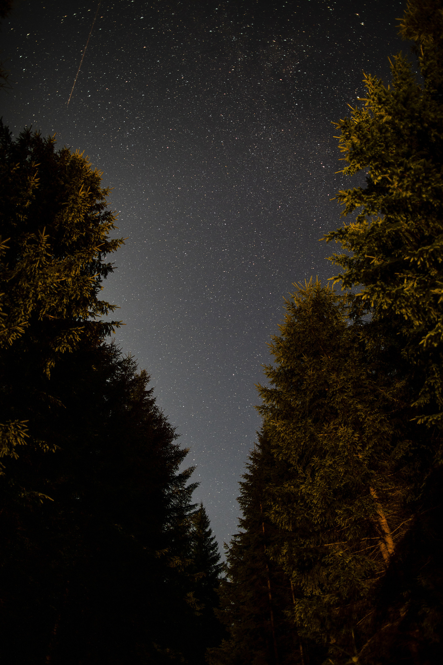 Starry Night Forest Black Sky Mobile Wallpaper | PixieWall