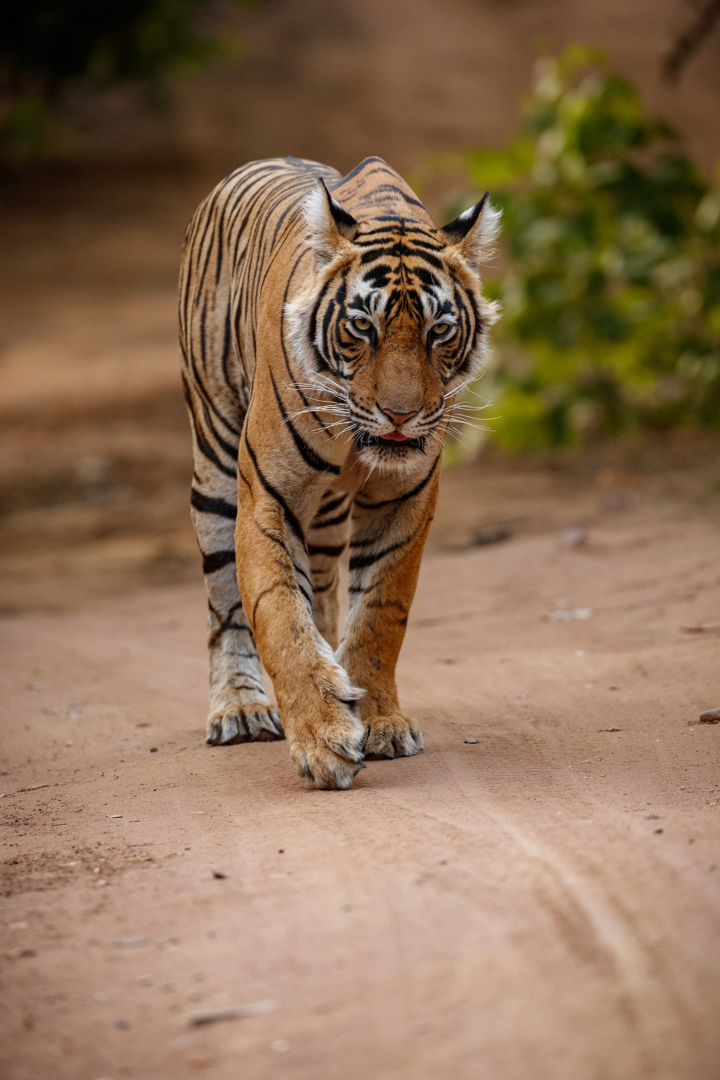 Wild Tiger Rajasthan India 4k Mobile Wallpaper | PixieWall