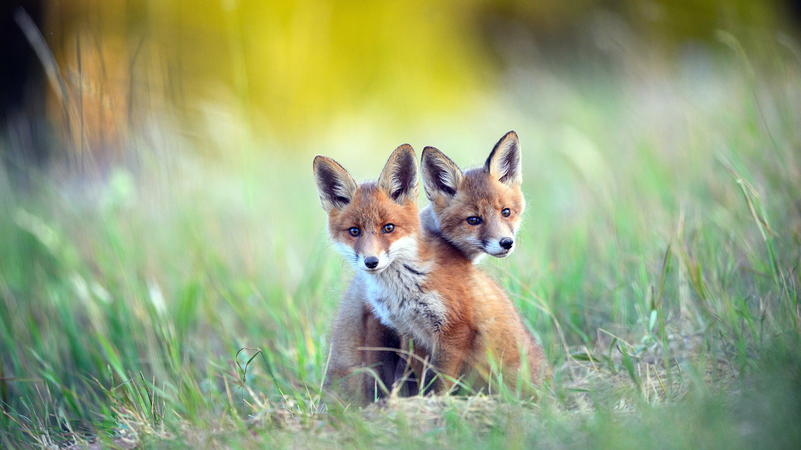 Young Red Foxes Estonia Wildlife 4k Wallpaper | PixieWall