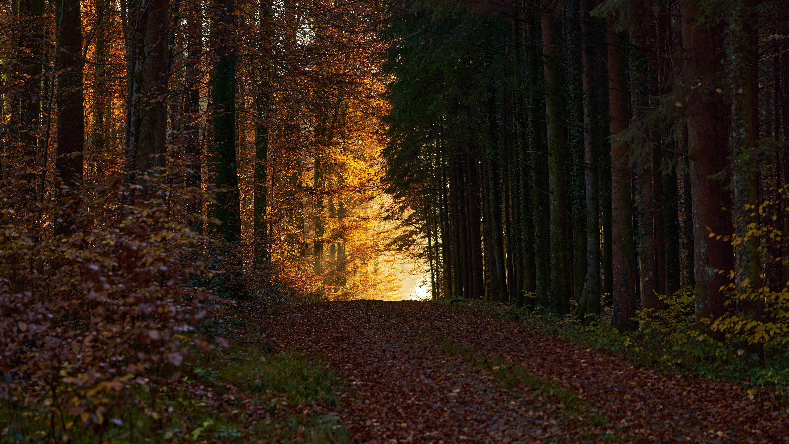 Autumn Forest Path Golden Light 4K & 5K Wallpaper | PixieWall