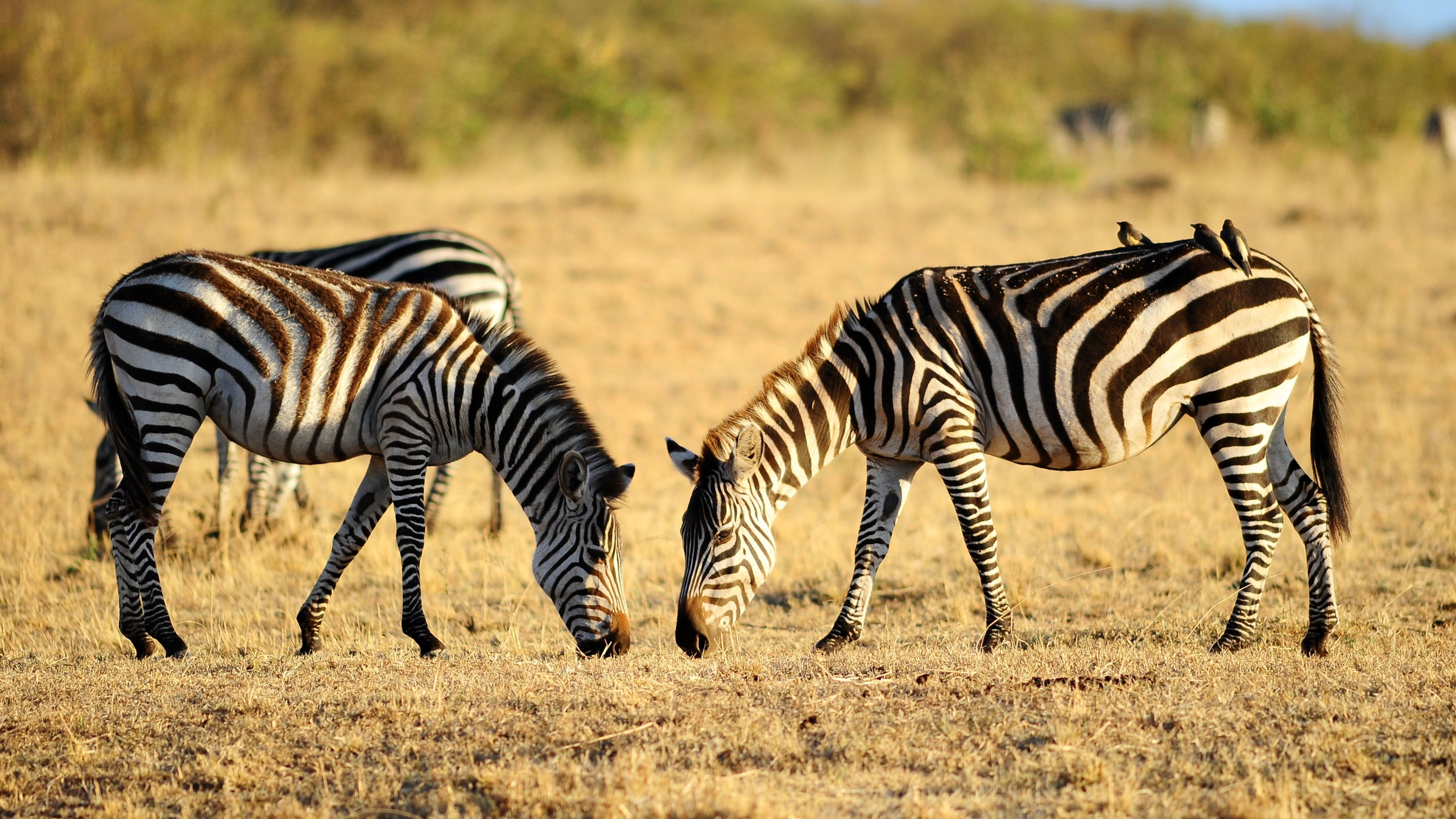 Zebra Herd Grazing Savanna 4k Wallpaper | PixieWall