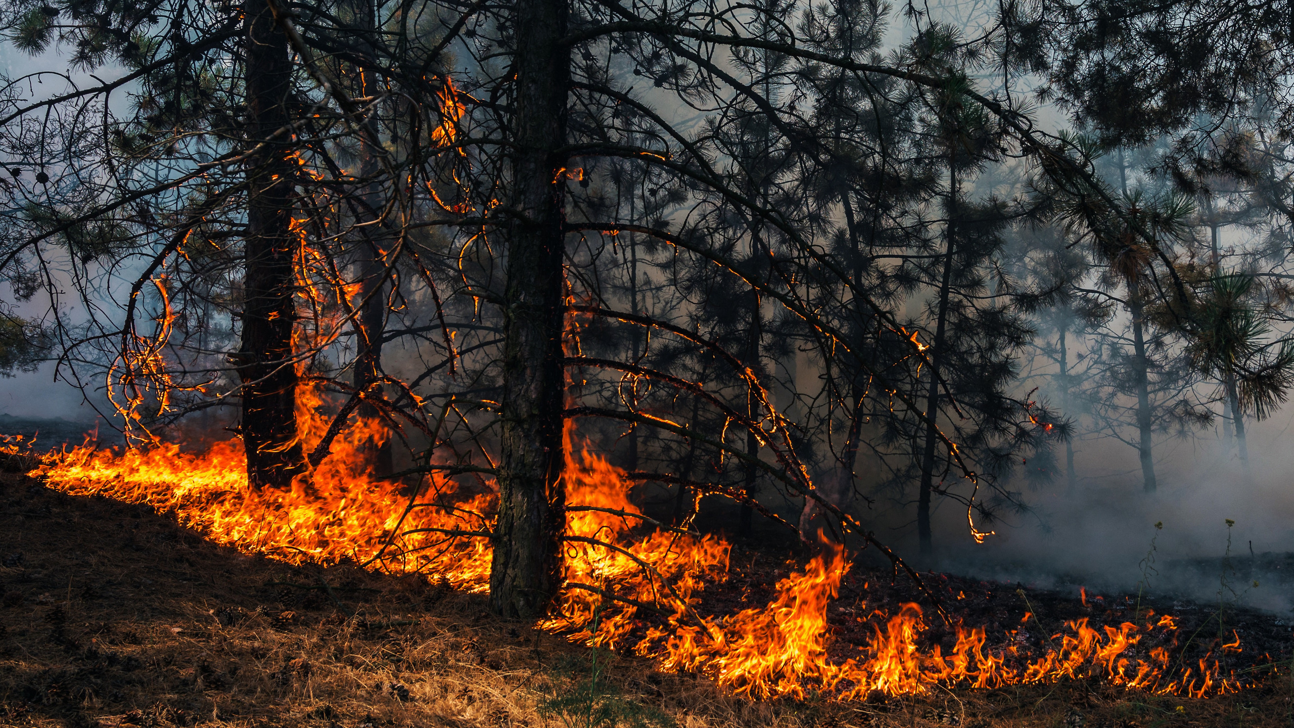 Disaster Wildfire Burning Woods 4k Wallpaper | PixieWall
