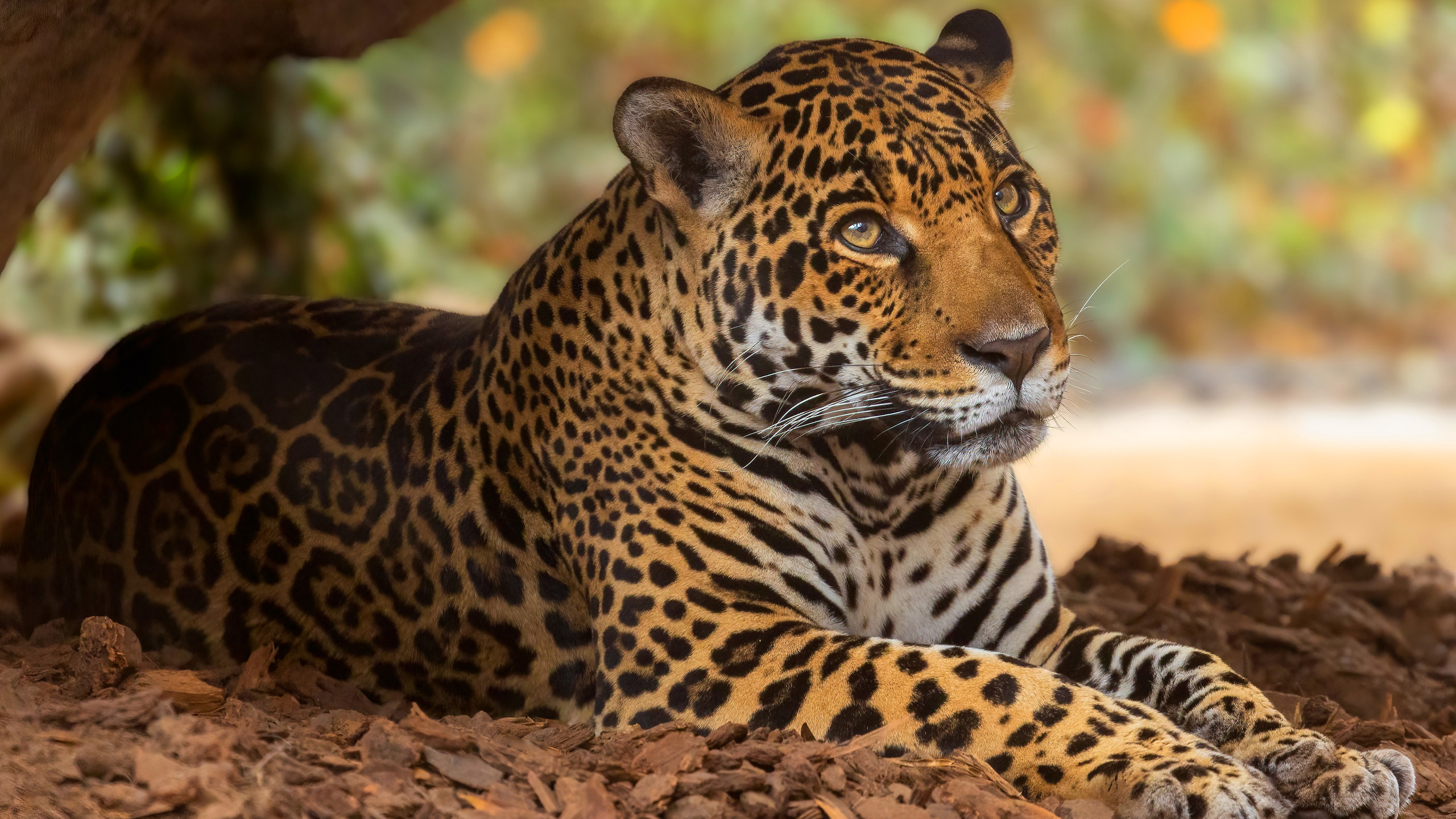 Golden Jaguar Rests Peacefully 4k Wallpaper | PixieWall