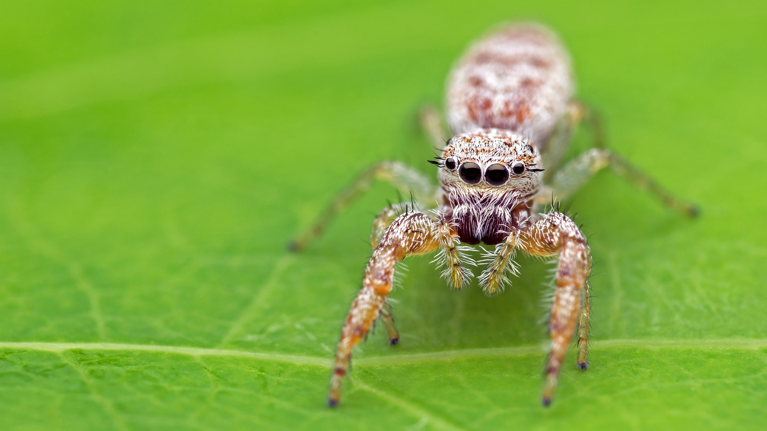Jumping Spider Green Leaf Macro 4k Wallpaper | PixieWall