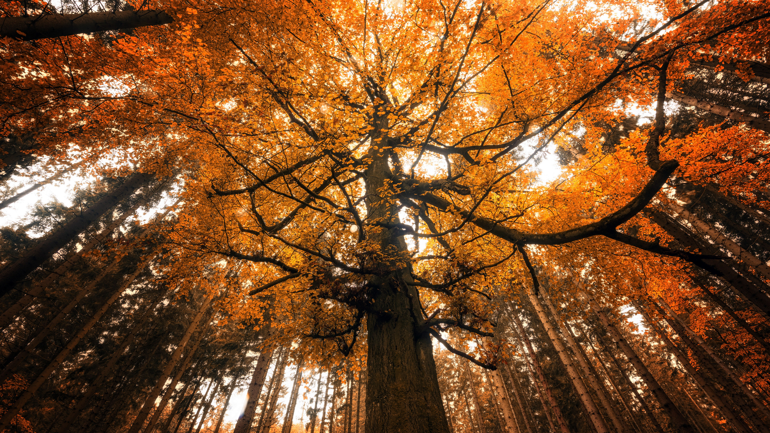 Massive Old Tree Orange Autumn 4k Wallpaper | PixieWall