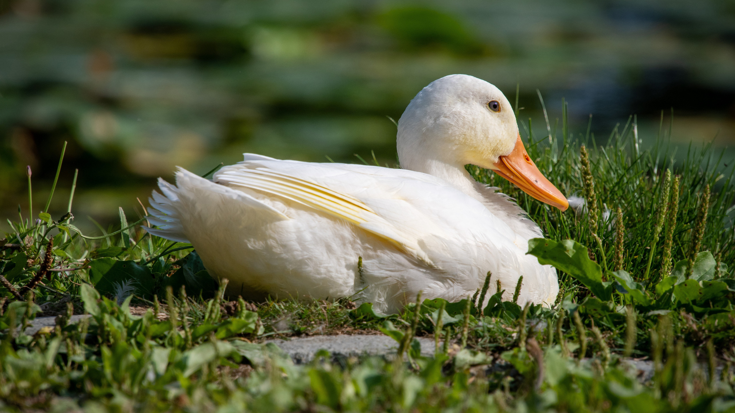 Pekin Duck Rests Peacefully 4k Wallpaper | PixieWall