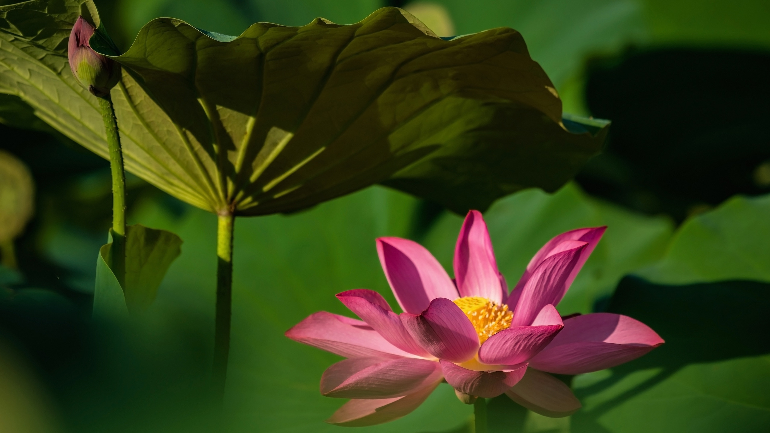 Pink Lotus Blossom Large Green Leaf 4k Wallpaper | PixieWall