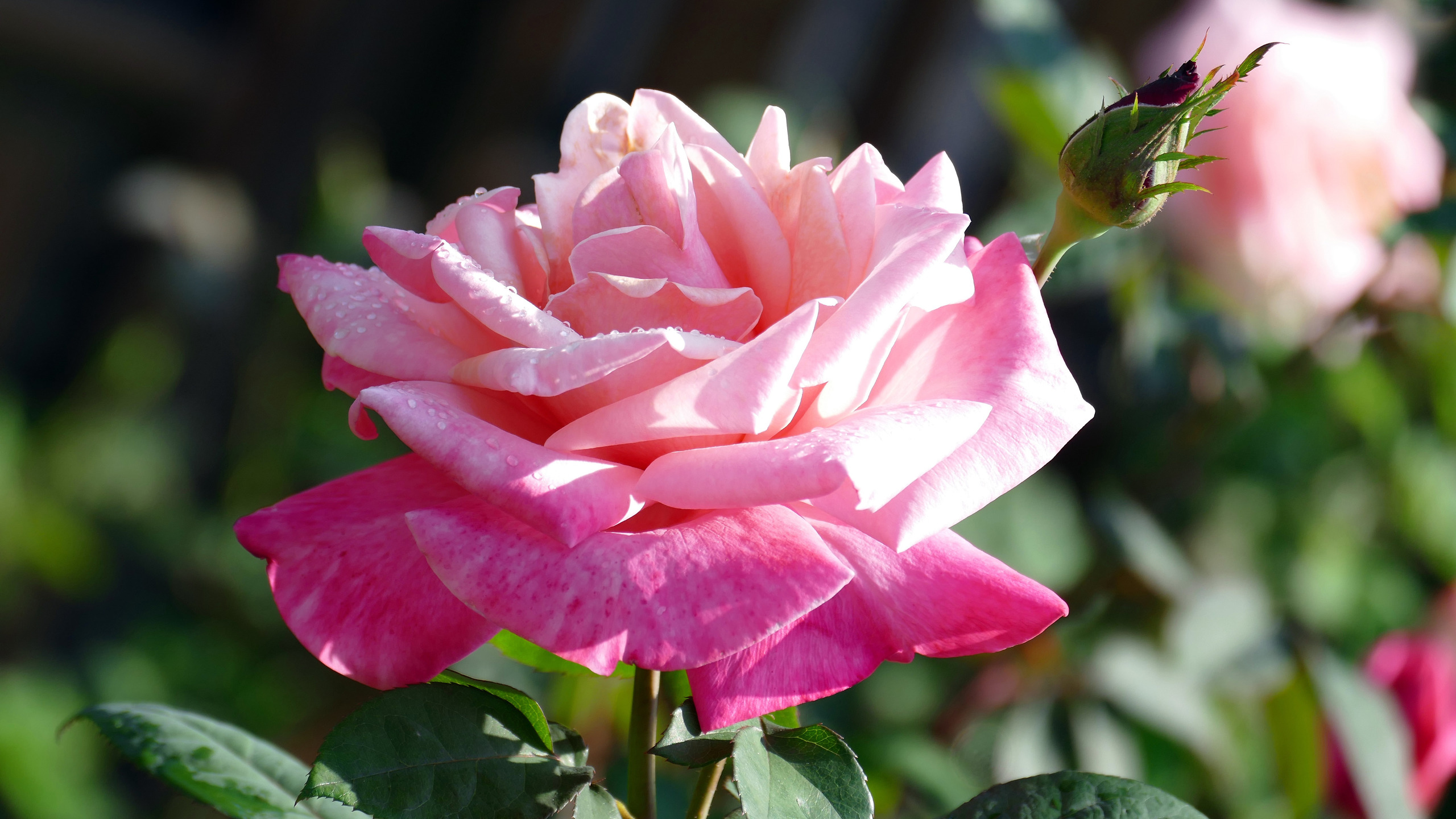 Soft Pink Rose Spring Blossom 4k Wallpaper | PixieWall