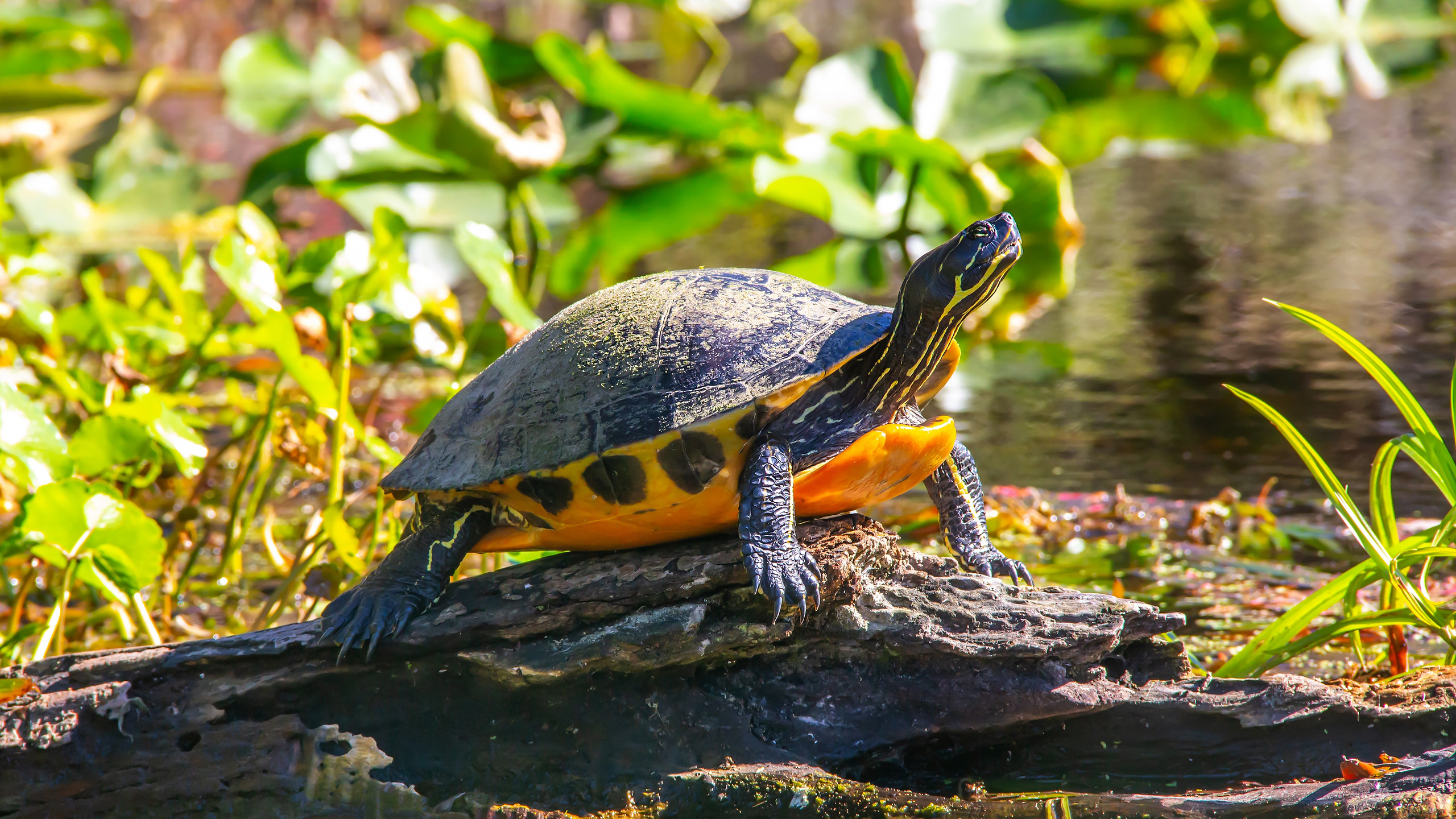 Wild Pond Turtle Mossy Log 4k Wallpaper | PixieWall